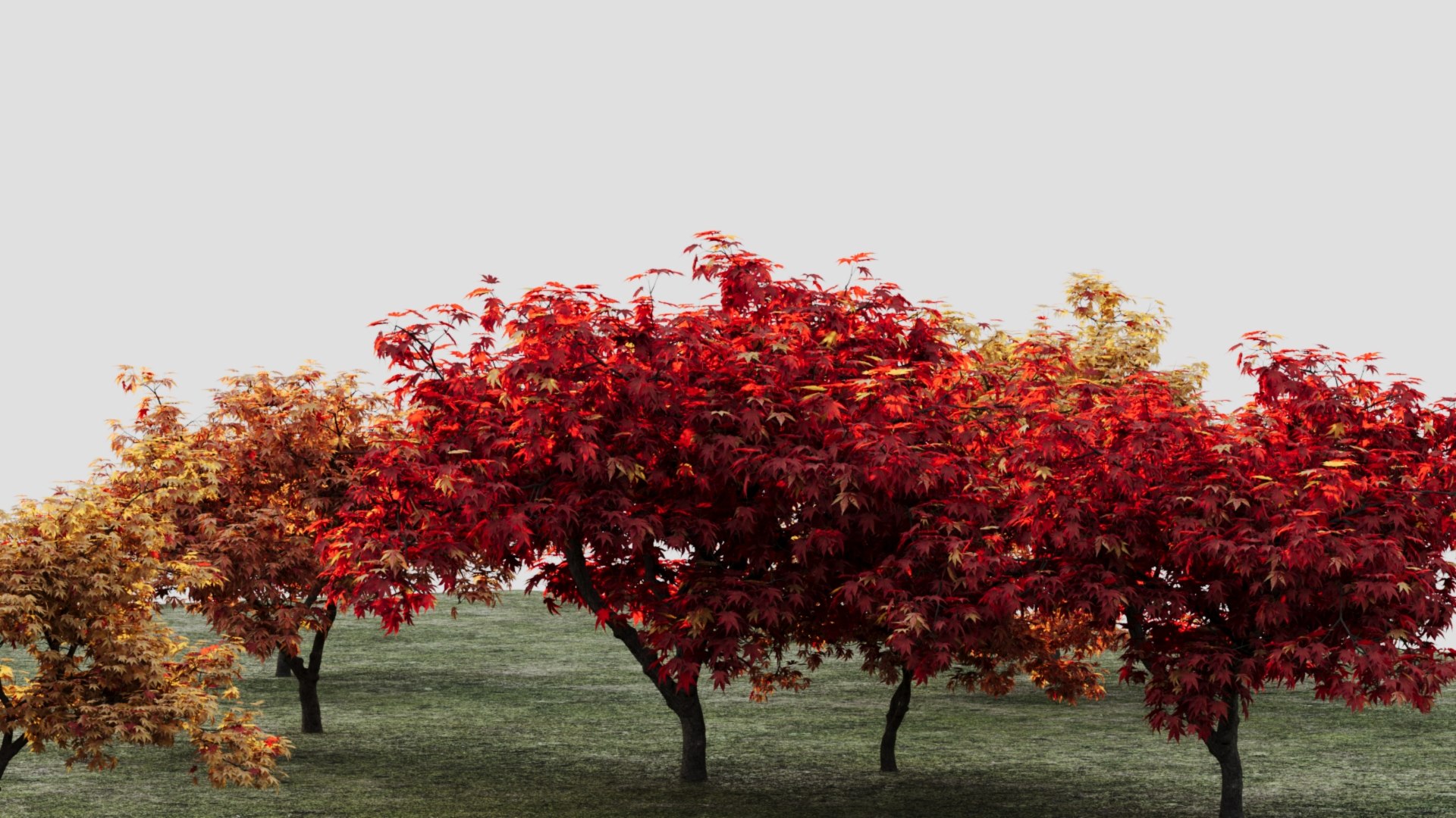 3D Acer Palmatum C Model - TurboSquid 2254672