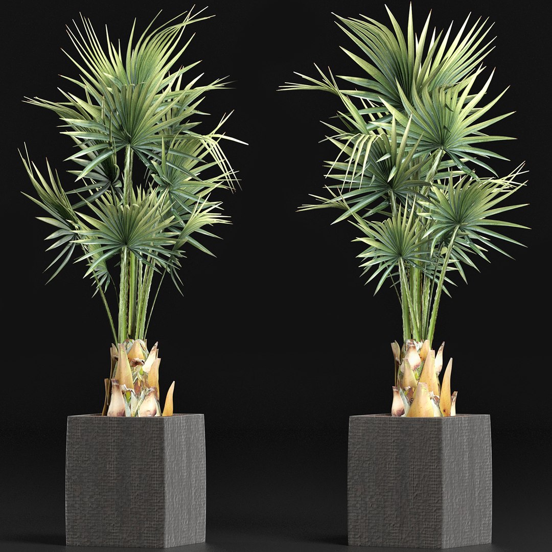 Sabal Minor Model - TurboSquid 1687029