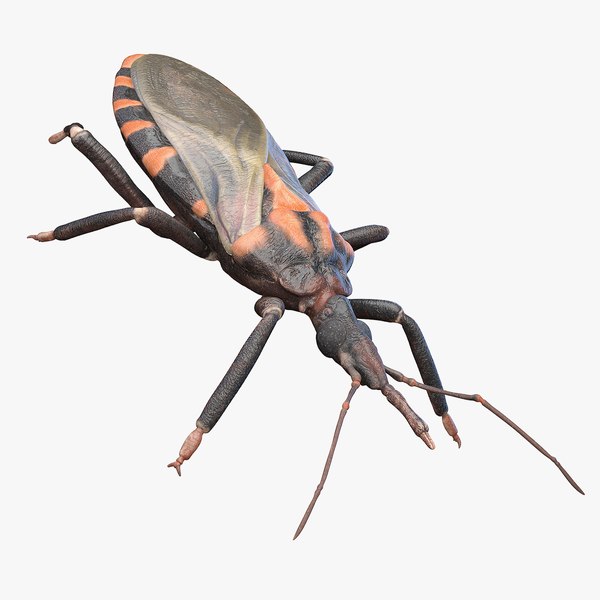 modelo 3d bicho besador - TurboSquid 1962531