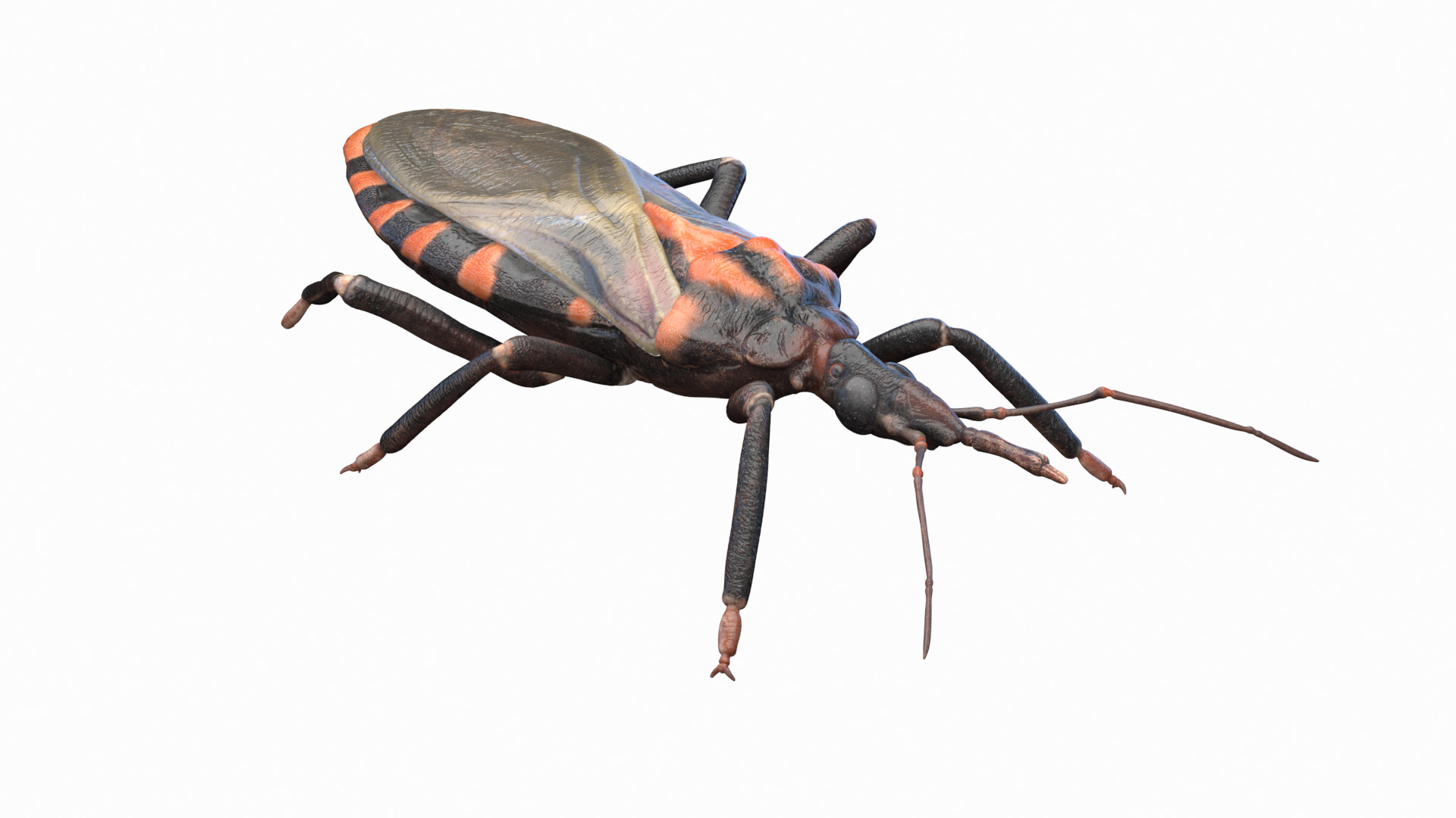 Kissing Bug 3d Model Turbosquid 1962531