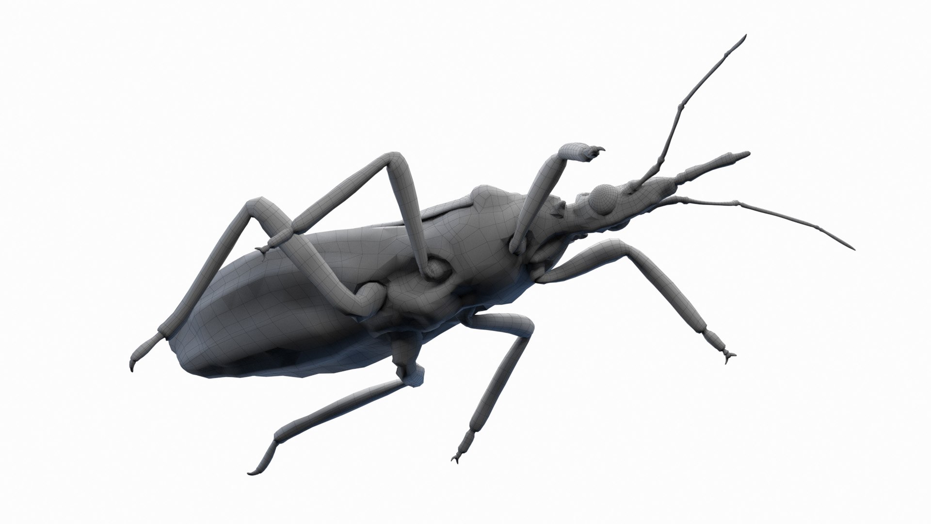 Kissing Bug 3d Model Turbosquid 1962531 