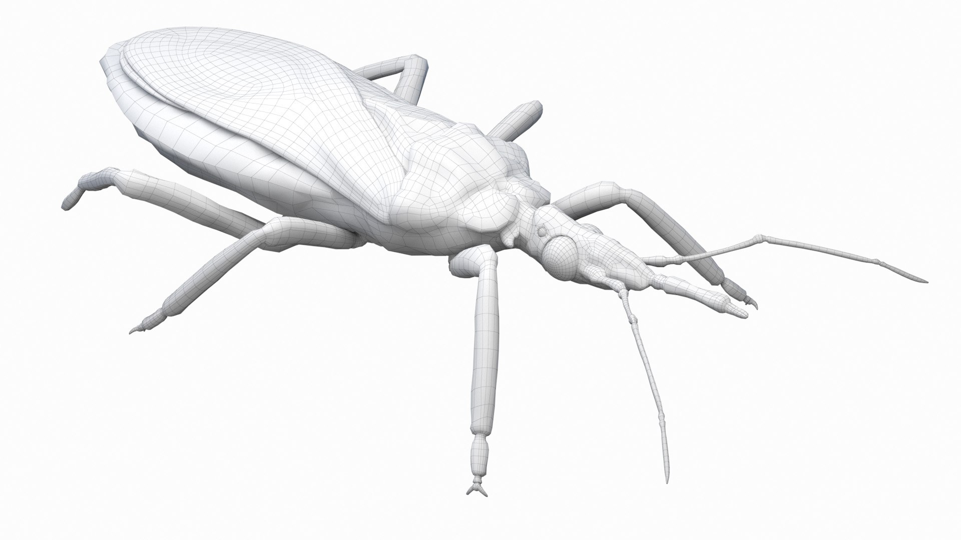 Kissing Bug 3D Model - TurboSquid 1962531