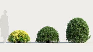 Topiary 3D Models for Download | TurboSquid