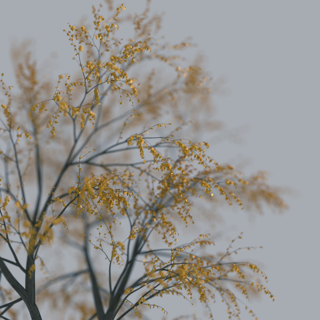 Aspen Model - TurboSquid 1977544