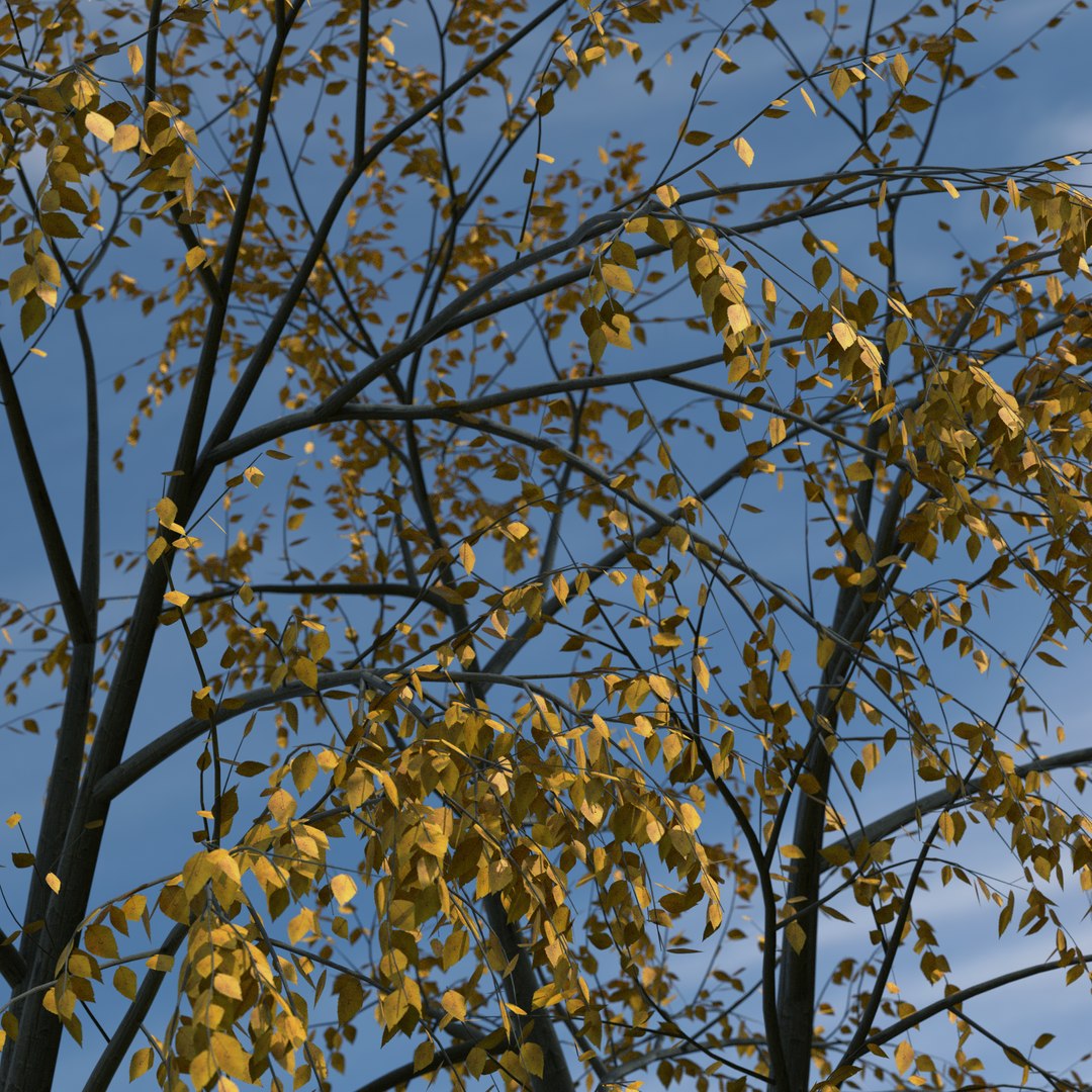 Aspen Model - TurboSquid 1977544