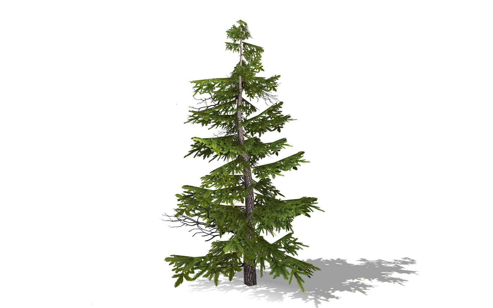 Pine Tree 3D Model - TurboSquid 1516257