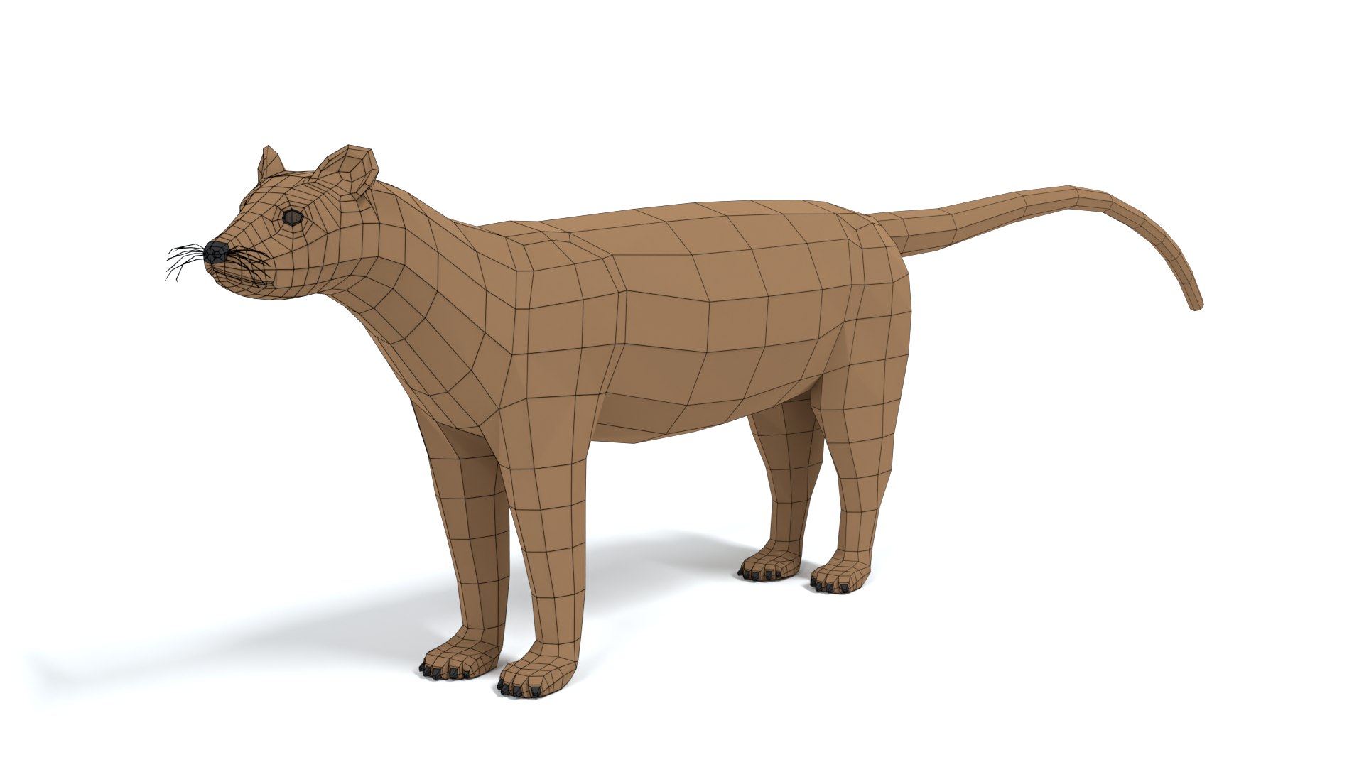 Low Poly Cartoon Fossa 3D Model - TurboSquid 1823426
