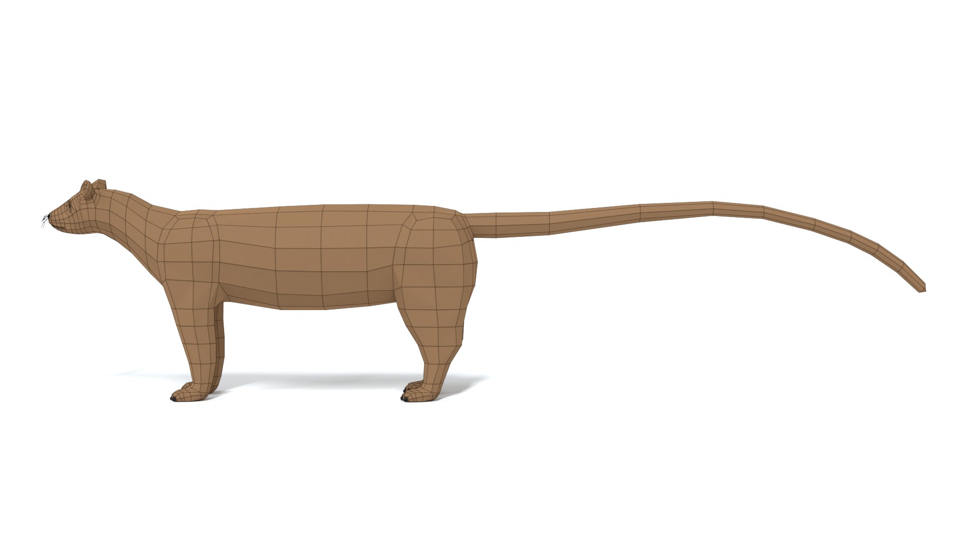Low Poly Cartoon Fossa 3D Model - TurboSquid 1823426
