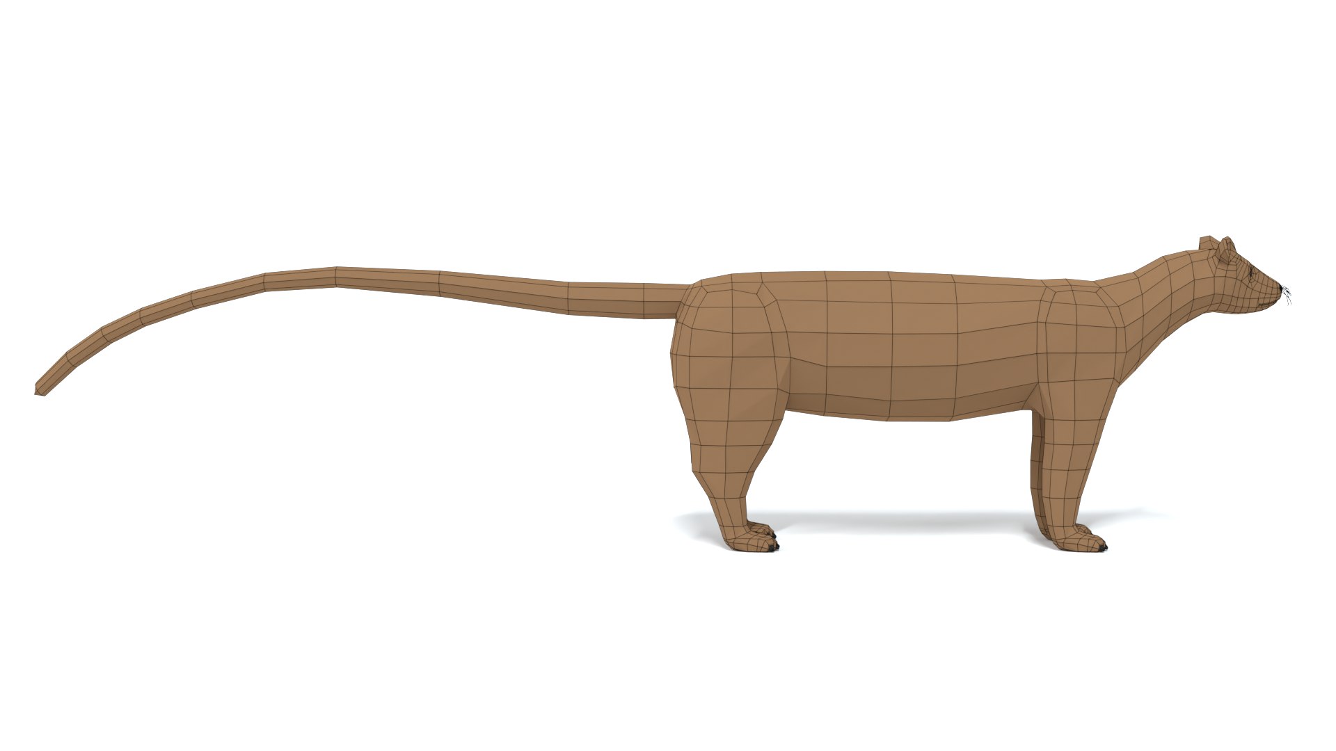 Low Poly Cartoon Fossa 3D Model - TurboSquid 1823426