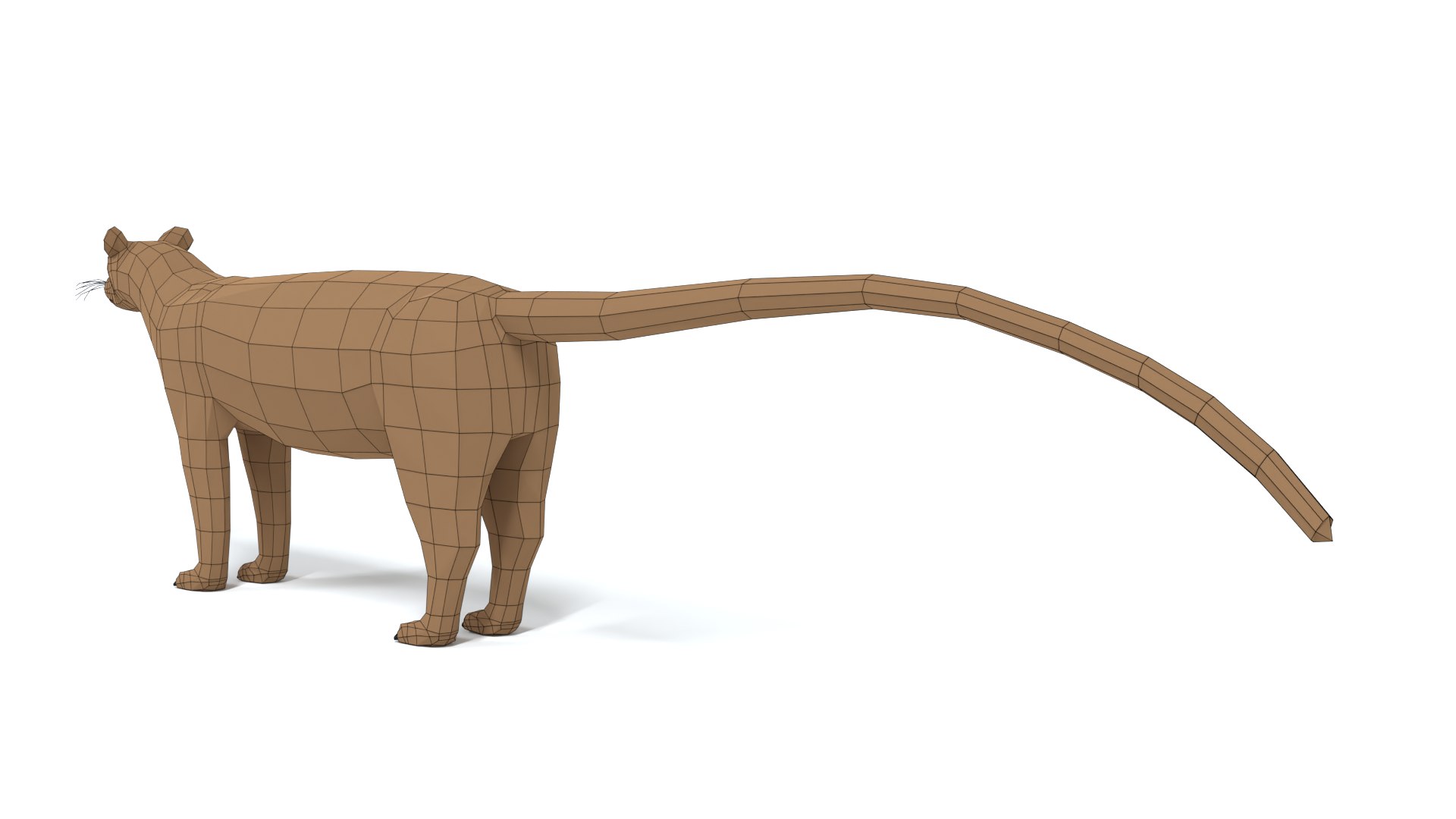 Low Poly Cartoon Fossa 3D Model - TurboSquid 1823426