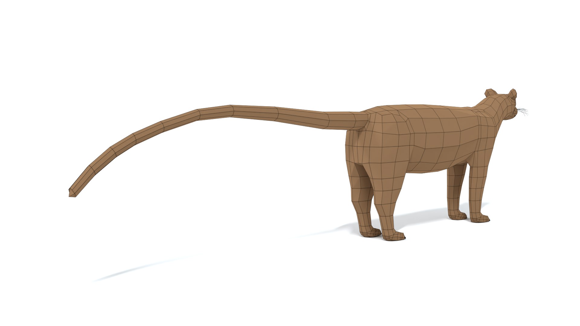 Low Poly Cartoon Fossa 3D Model - TurboSquid 1823426