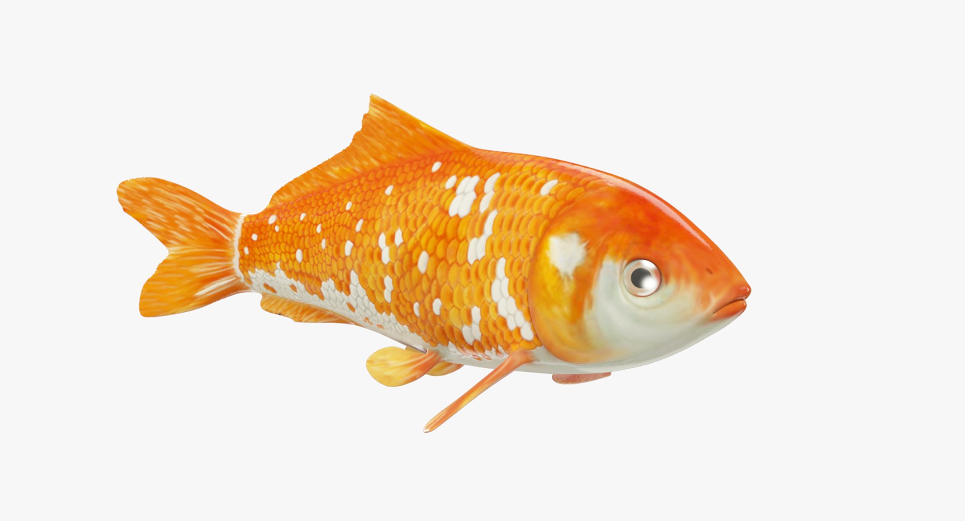 3d Koi Carp