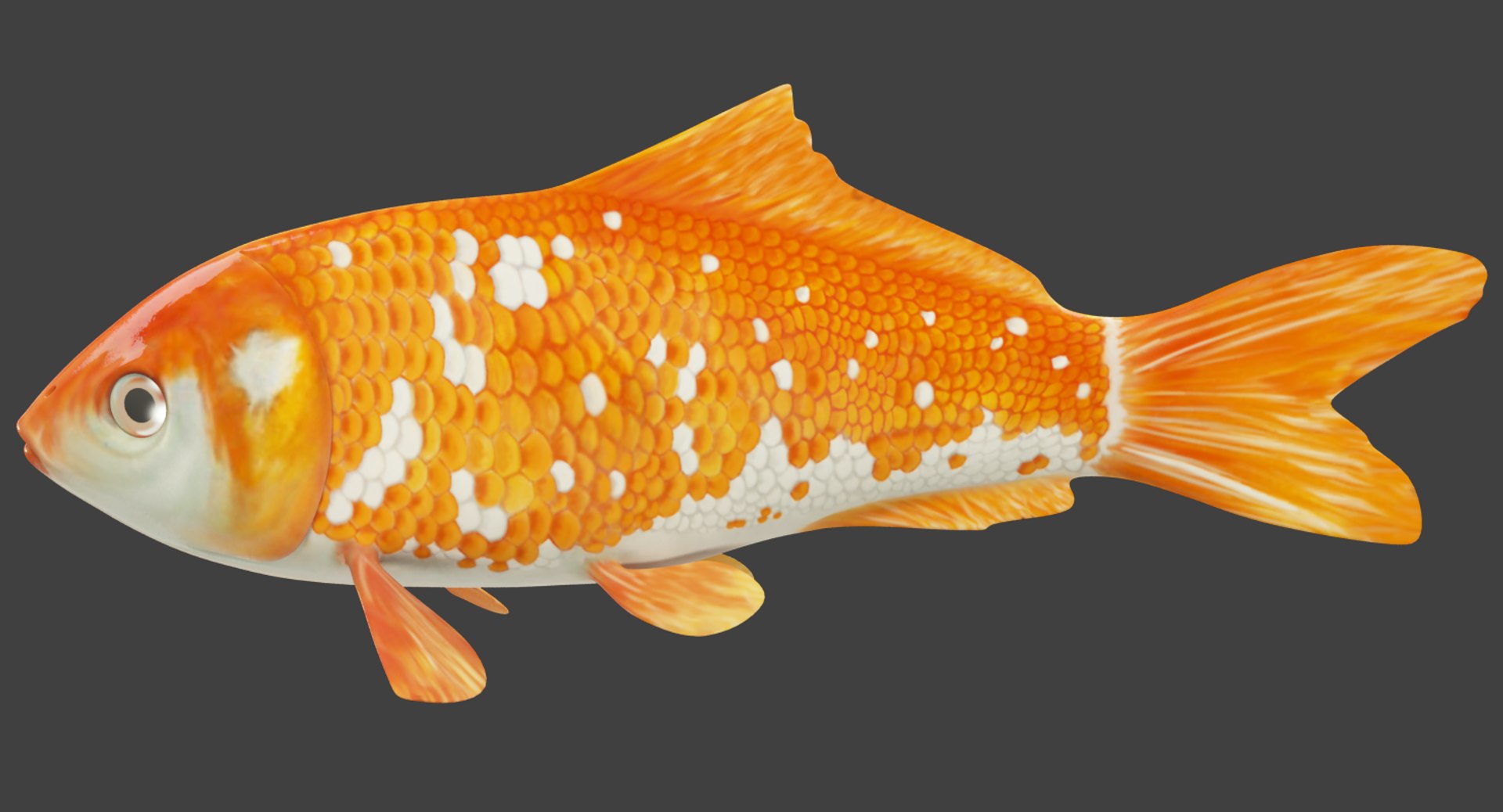 3d Koi Carp