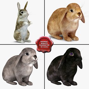 Rabbit 3D Studio Models for Download | TurboSquid