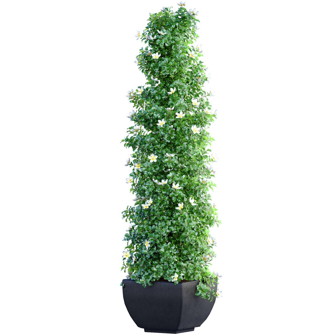 A Tall Decorative Tree Shrub Houseplant In A Modern Black Pot Urn ...