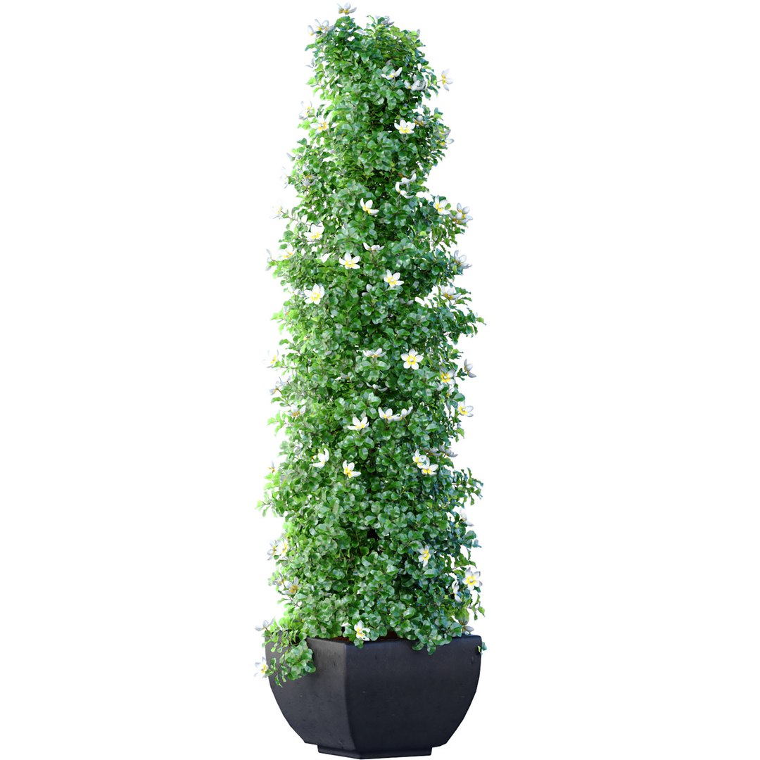 A Tall Decorative Tree Shrub Houseplant In A Modern Black Pot Urn ...