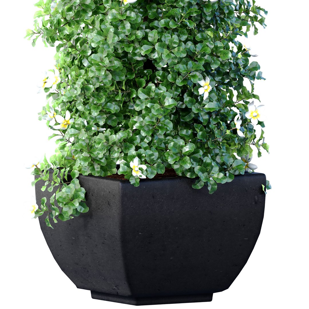 A Tall Decorative Tree Shrub Houseplant In A Modern Black Pot Urn ...