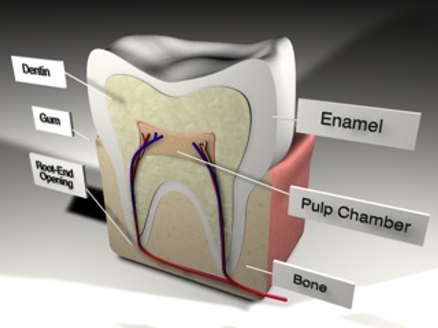Scientific Tooth 3d C4d