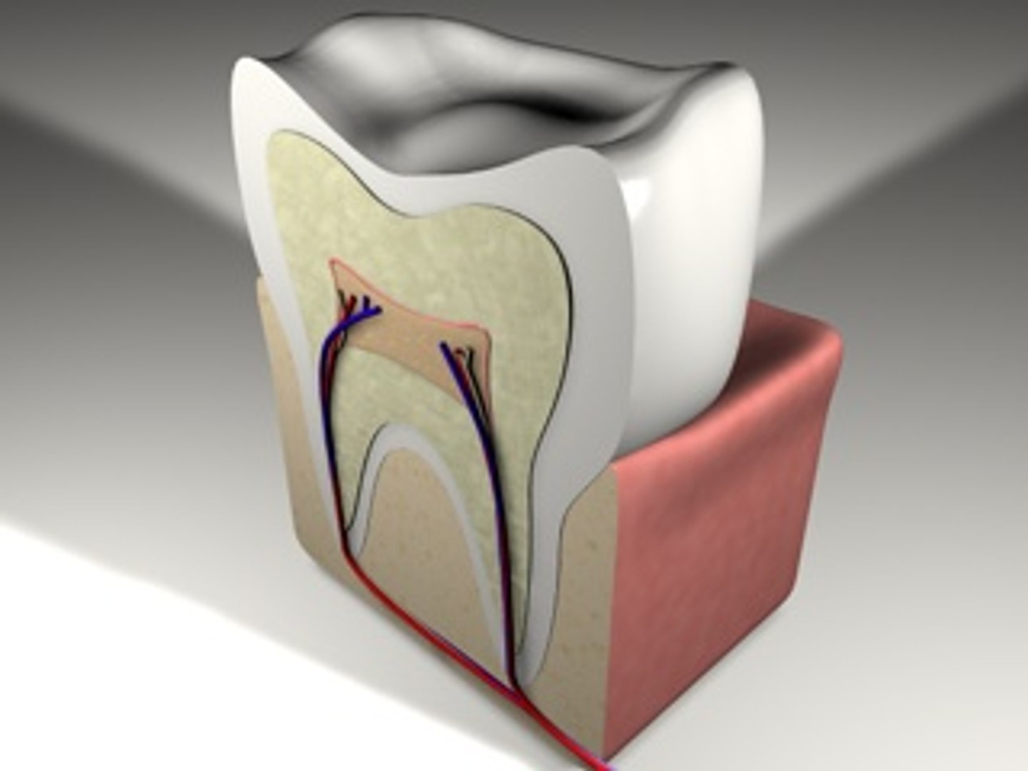 Scientific Tooth 3d C4d