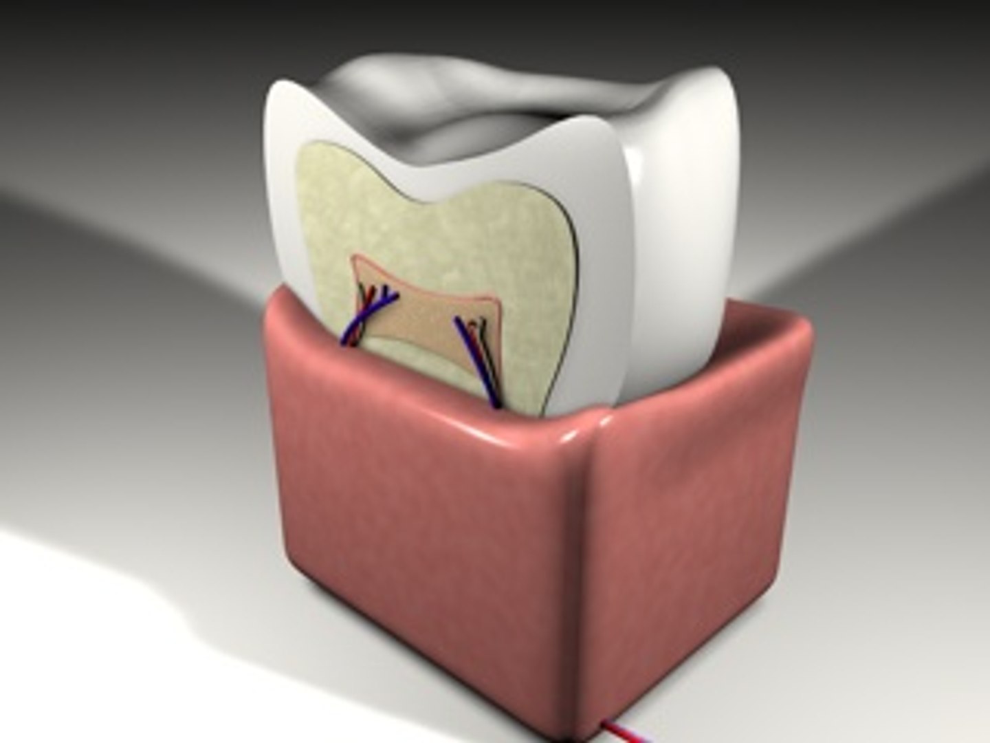 Scientific Tooth 3d C4d