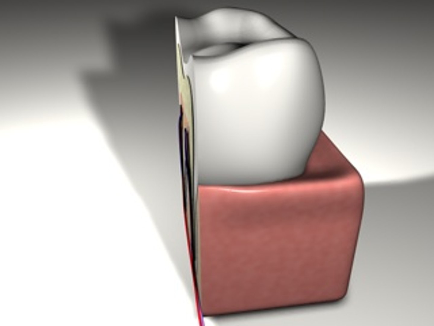 Scientific Tooth 3d C4d