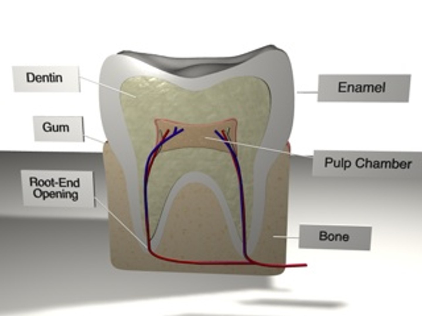 Scientific Tooth 3d C4d