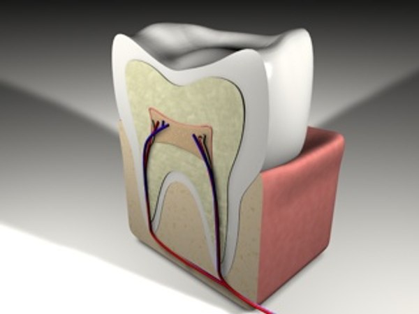 scientific tooth 3d c4d