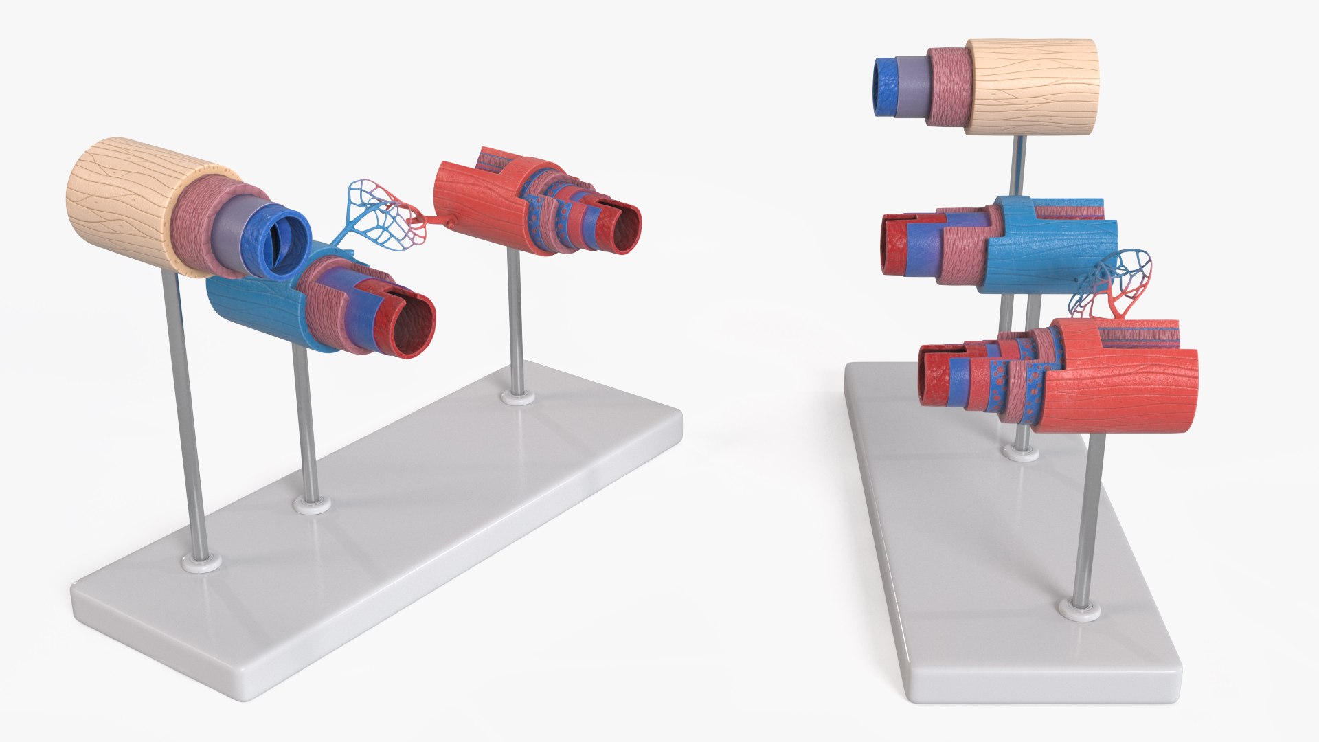 Anatomical Model Blood Vessels And Vein In Section On Shaft 3D ...