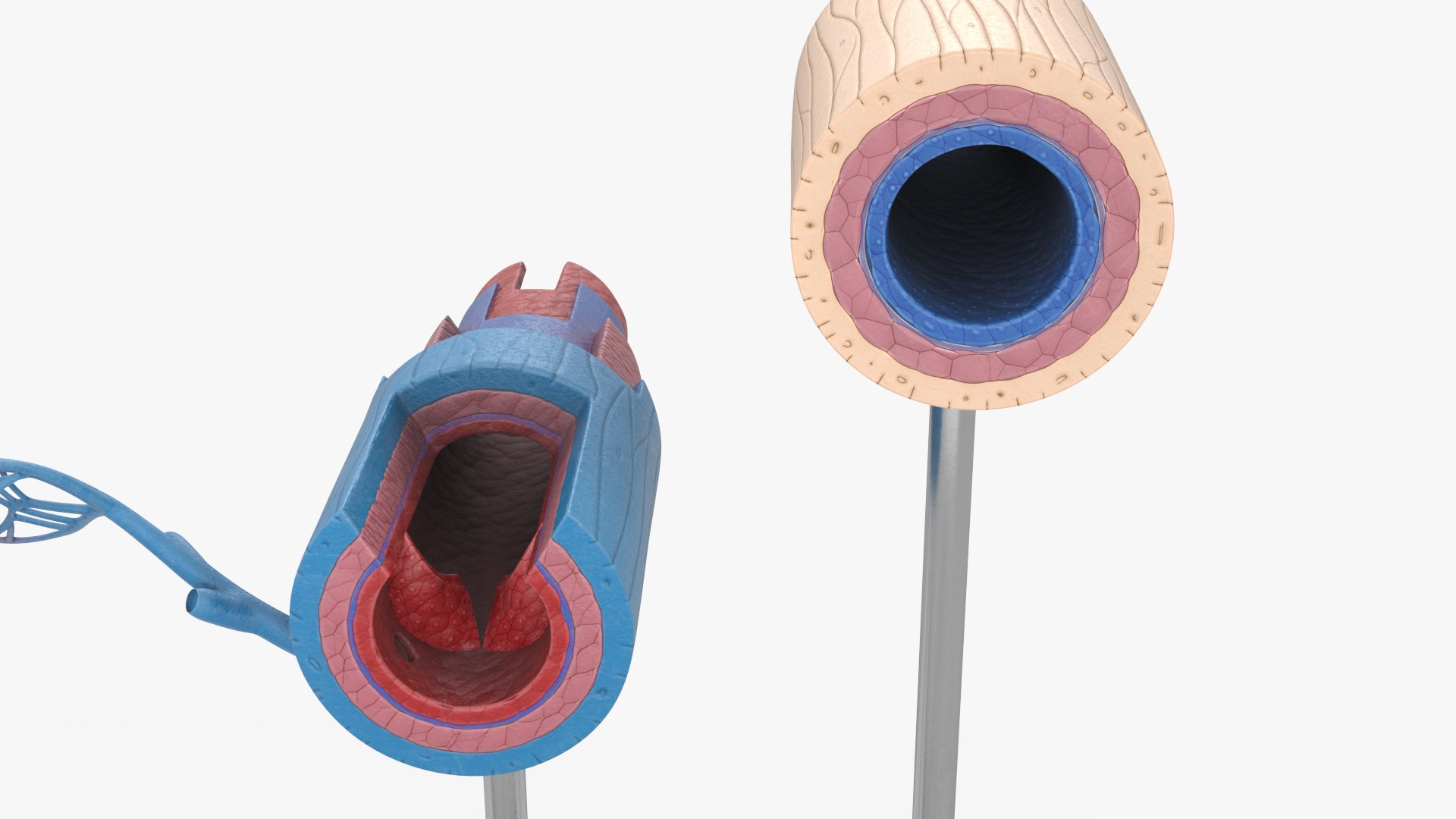 Anatomical Model Blood Vessels And Vein In Section On Shaft 3D ...