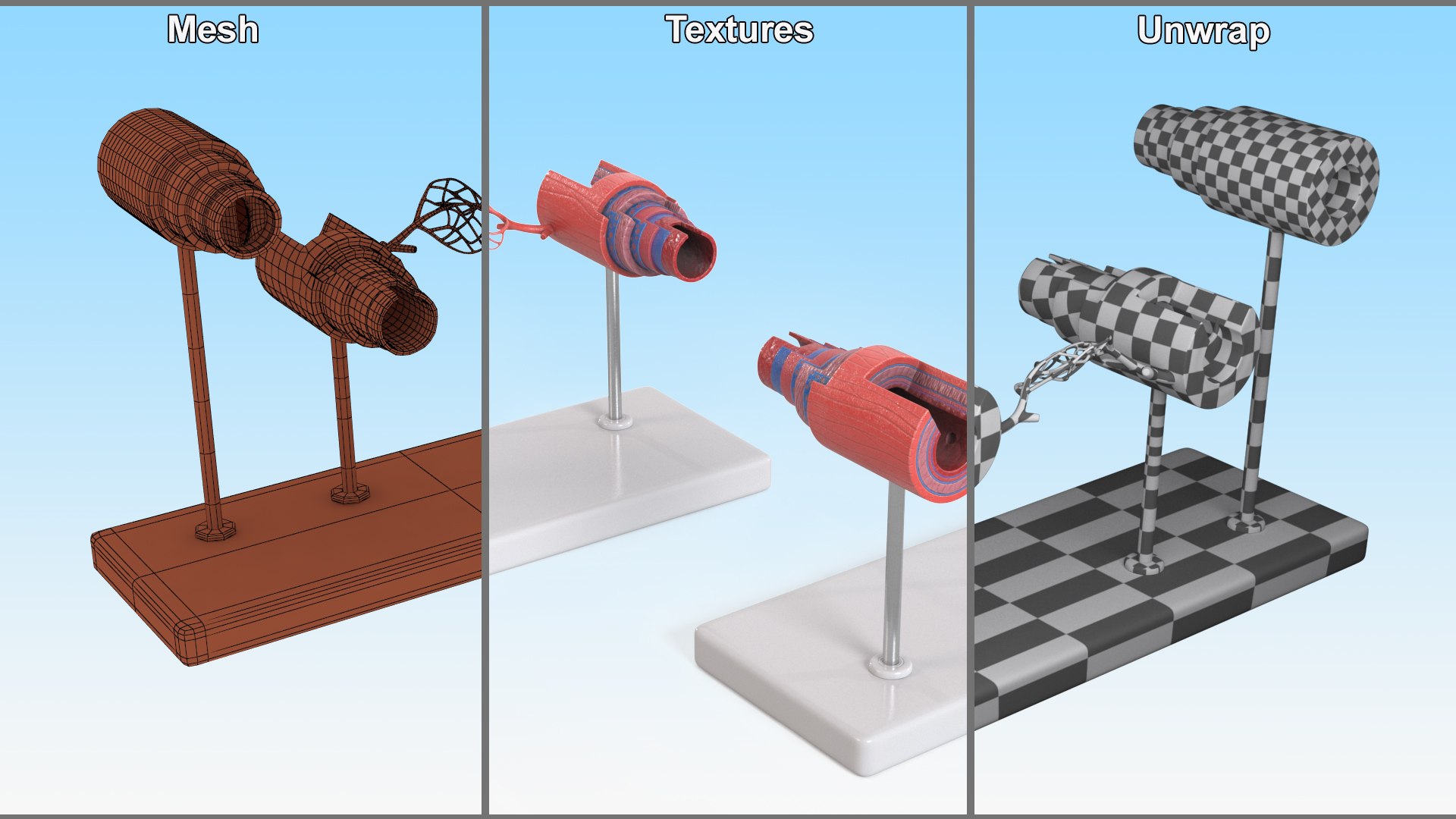 Anatomical Model Blood Vessels And Vein In Section On Shaft 3D ...