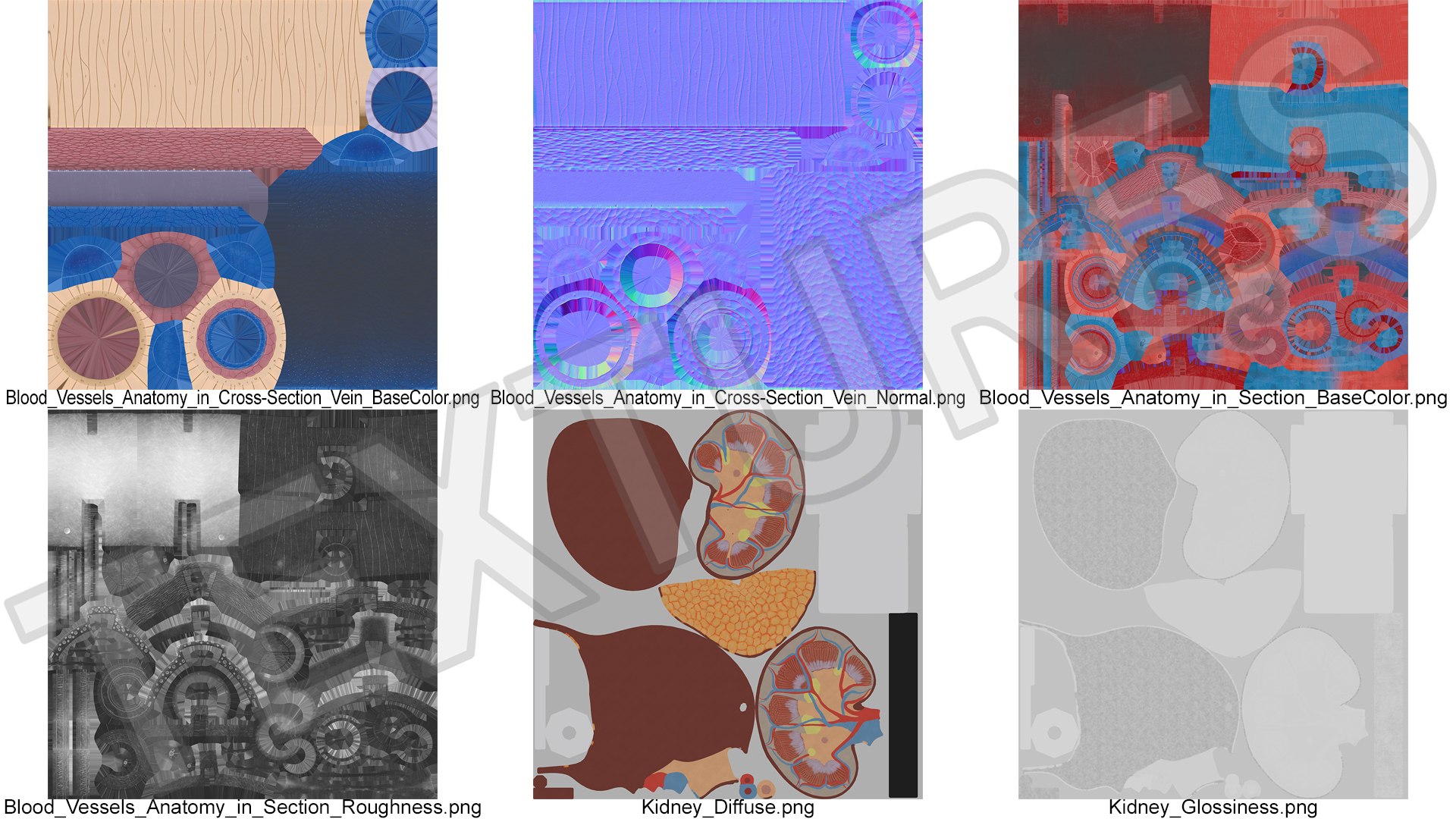 Anatomical Model Blood Vessels And Vein In Section On Shaft 3D ...