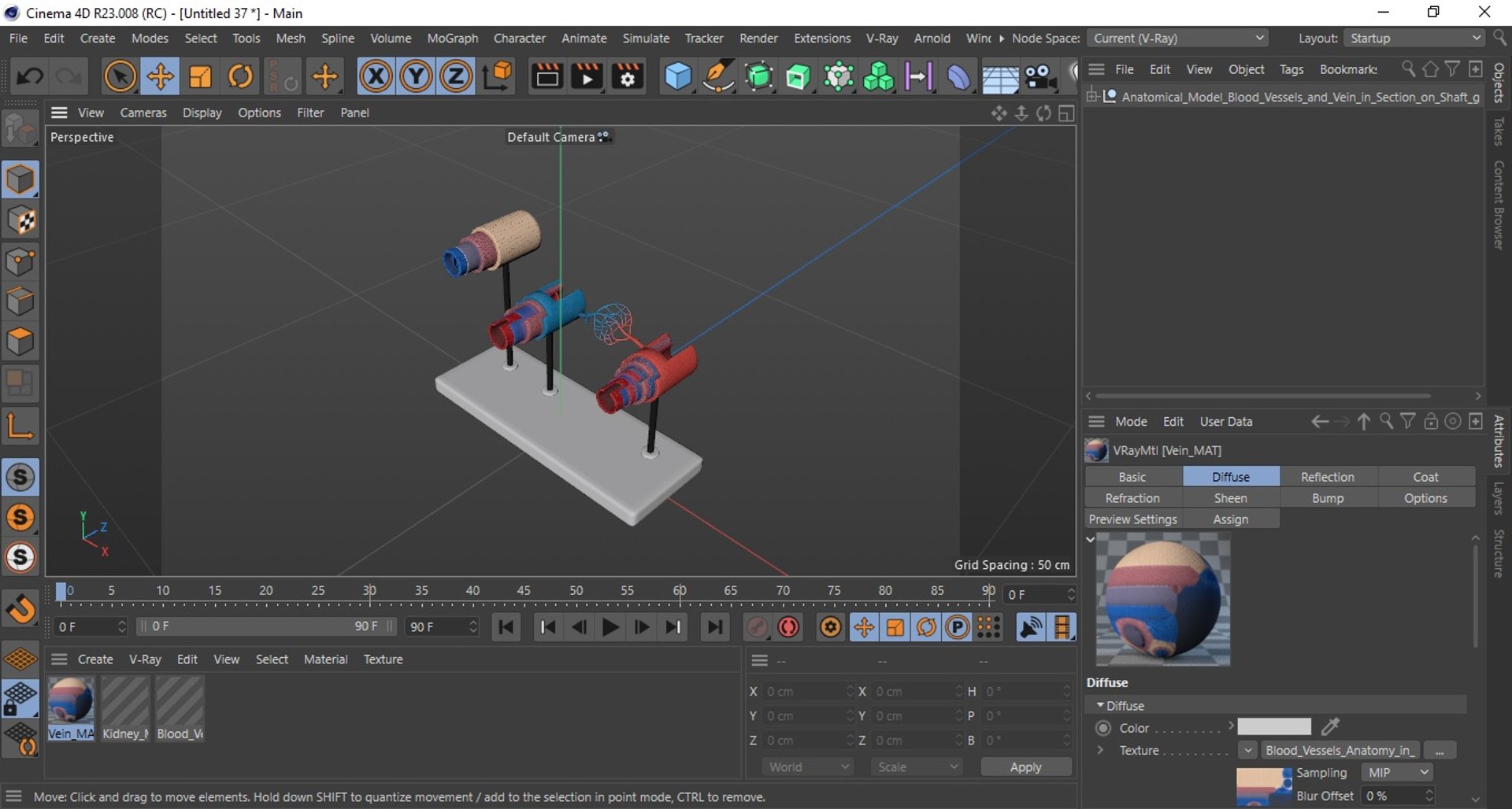 Anatomical Model Blood Vessels And Vein In Section On Shaft 3D ...