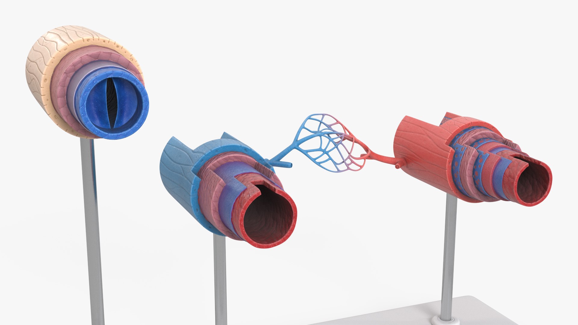Anatomical Model Blood Vessels And Vein In Section On Shaft 3D ...