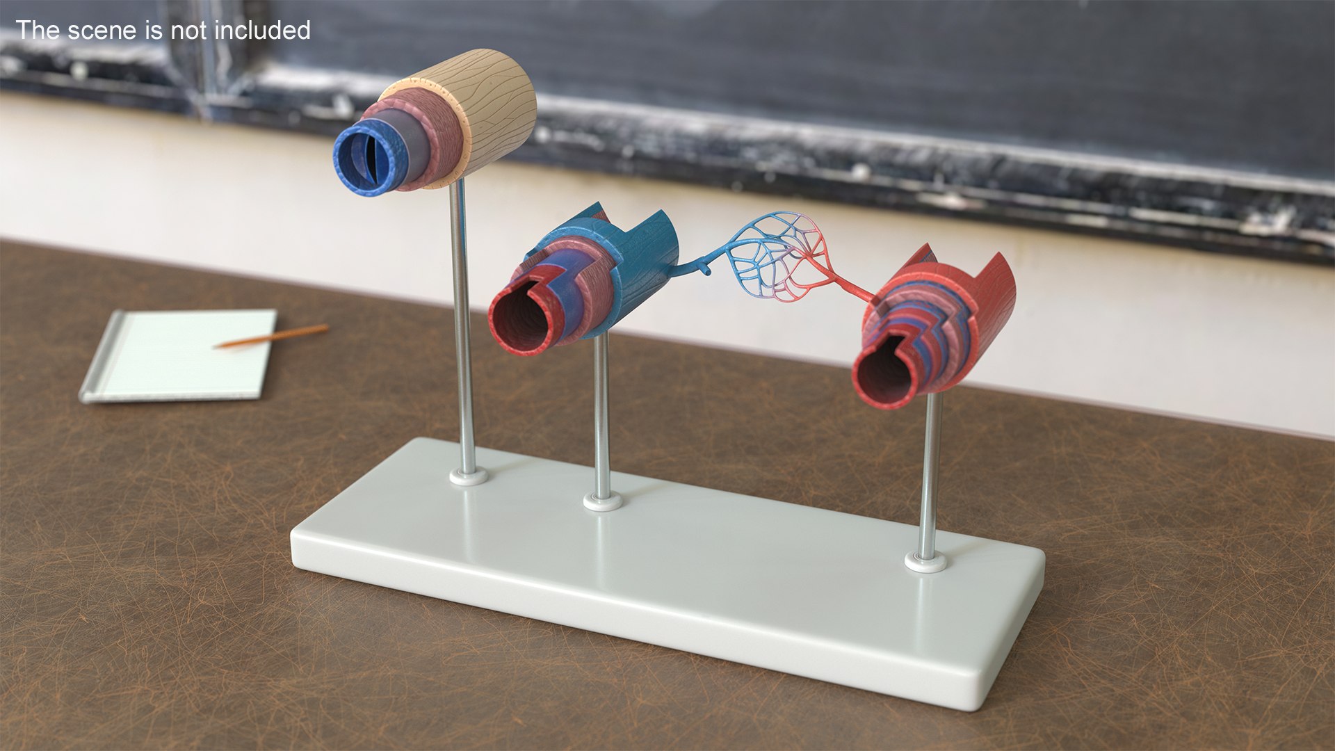Anatomical Model Blood Vessels And Vein In Section On Shaft 3D ...