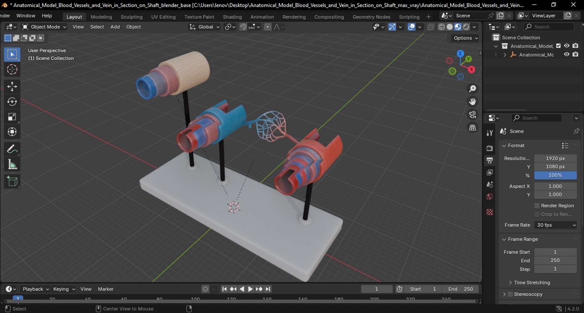 Anatomical Model Blood Vessels And Vein In Section On Shaft 3D ...