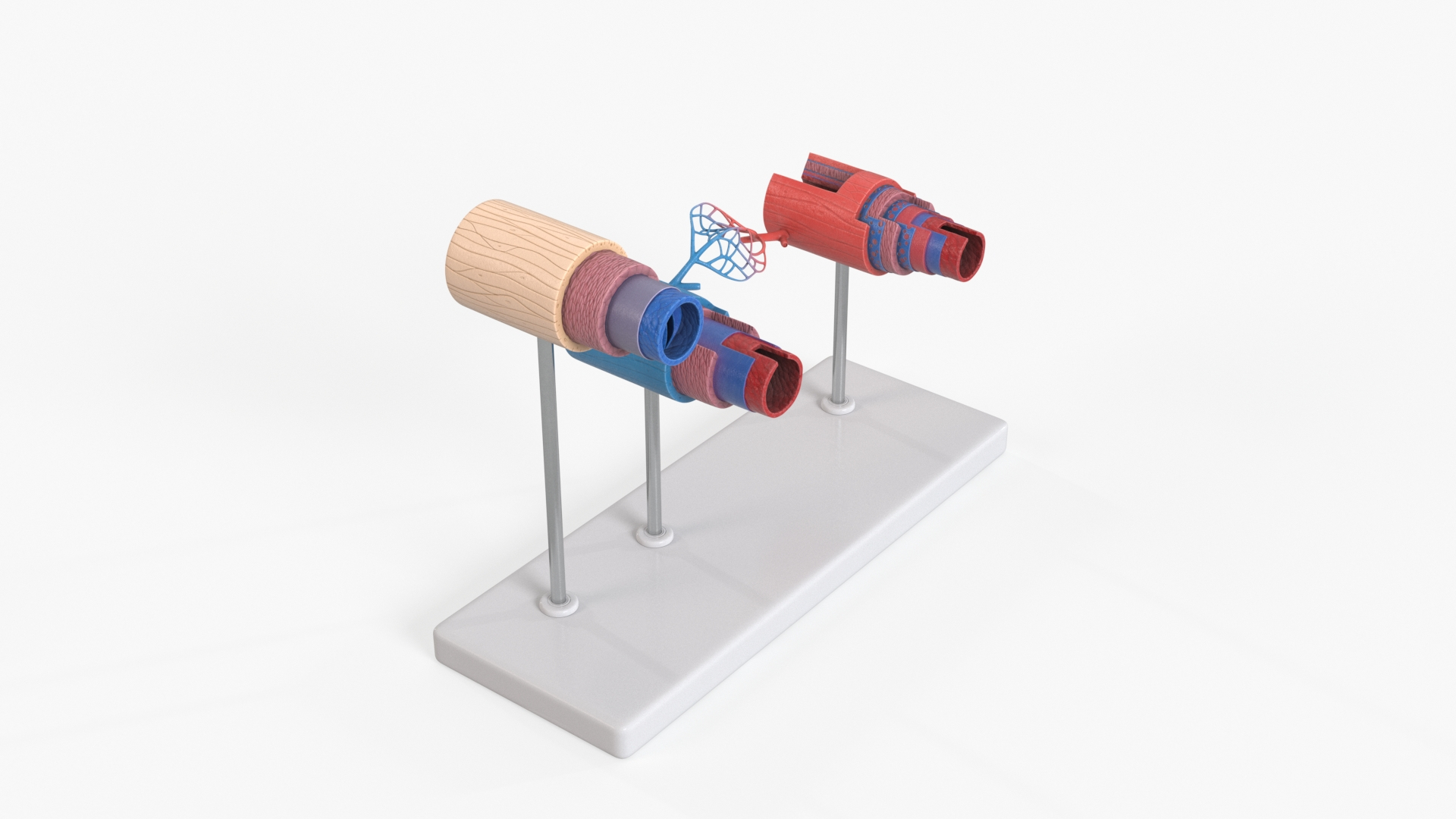 Anatomical Model Blood Vessels And Vein In Section On Shaft 3D ...