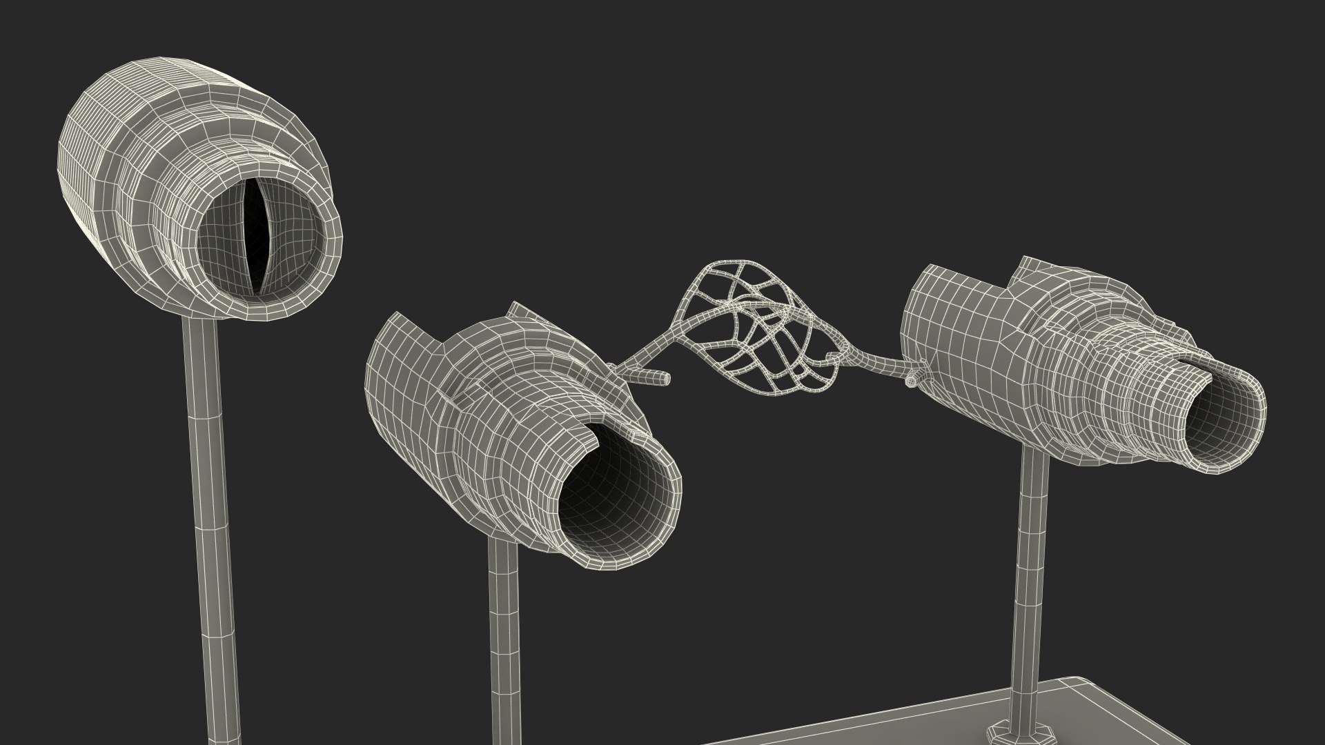 Anatomical Model Blood Vessels And Vein In Section On Shaft 3D ...