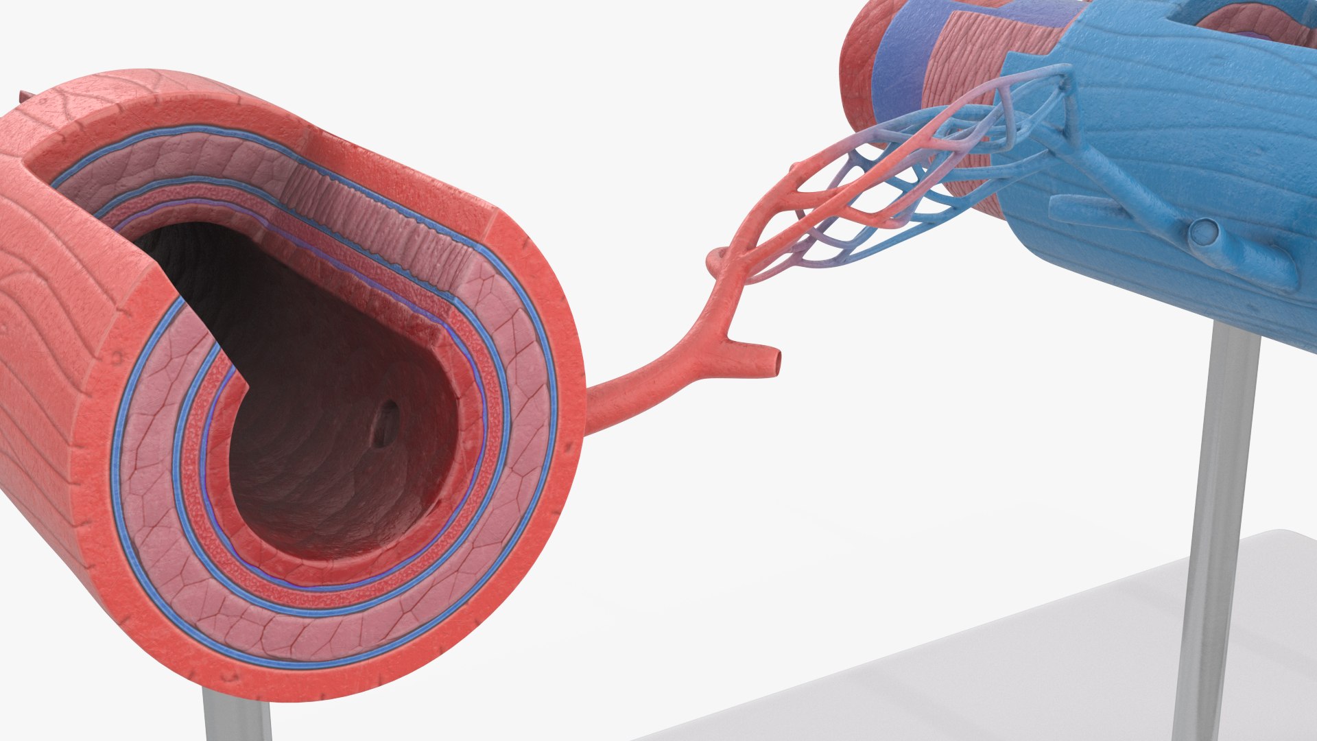 Anatomical Model Blood Vessels And Vein In Section On Shaft 3D ...