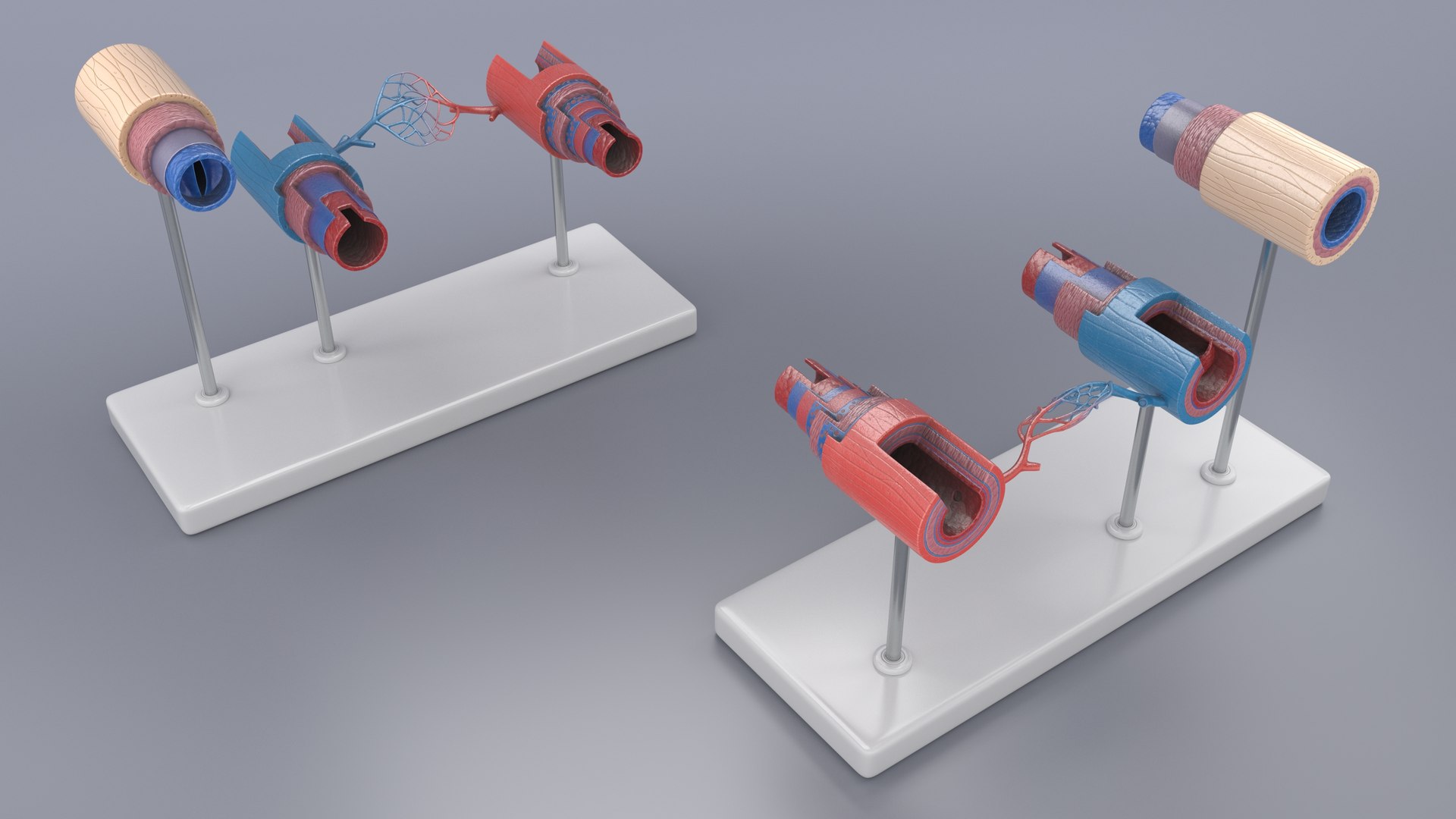 Anatomical Model Blood Vessels And Vein In Section On Shaft 3D ...