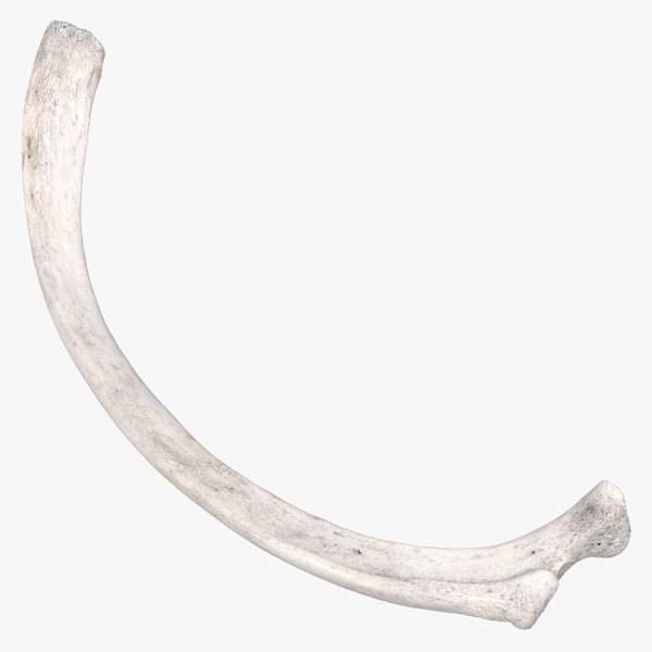 modelo 3d Costilla Oso Ursus T3 - TurboSquid 2134267