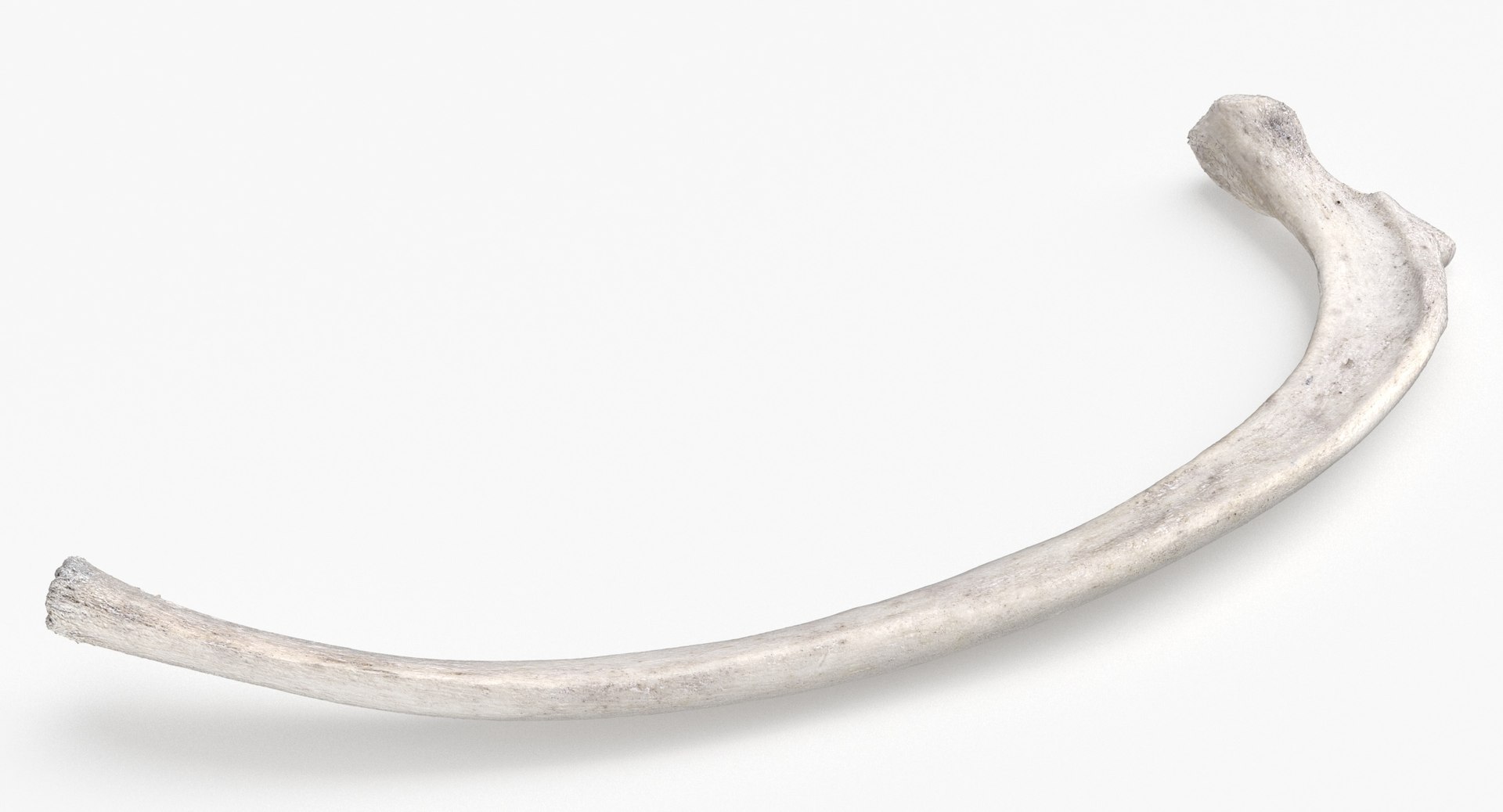 Bear Ursus Rib T3 Model - TurboSquid 2134267