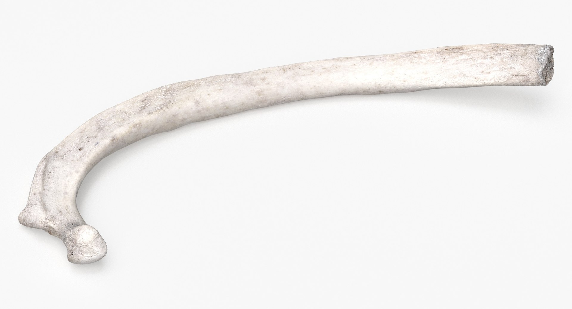 Bear Ursus Rib T3 Model - TurboSquid 2134267