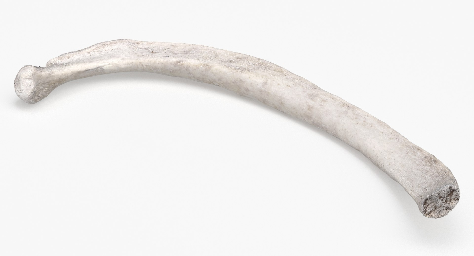 Bear Ursus Rib T3 Model - TurboSquid 2134267