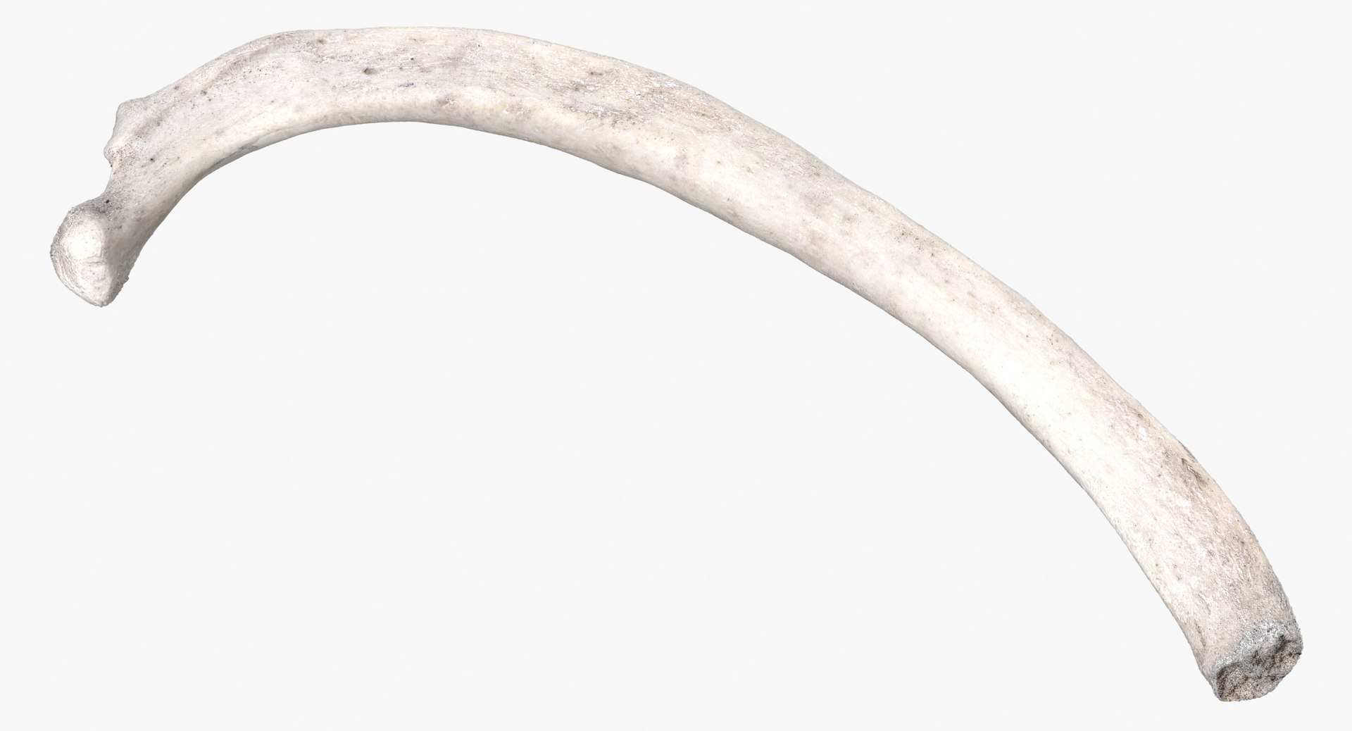 Bear Ursus Rib T3 Model - TurboSquid 2134267