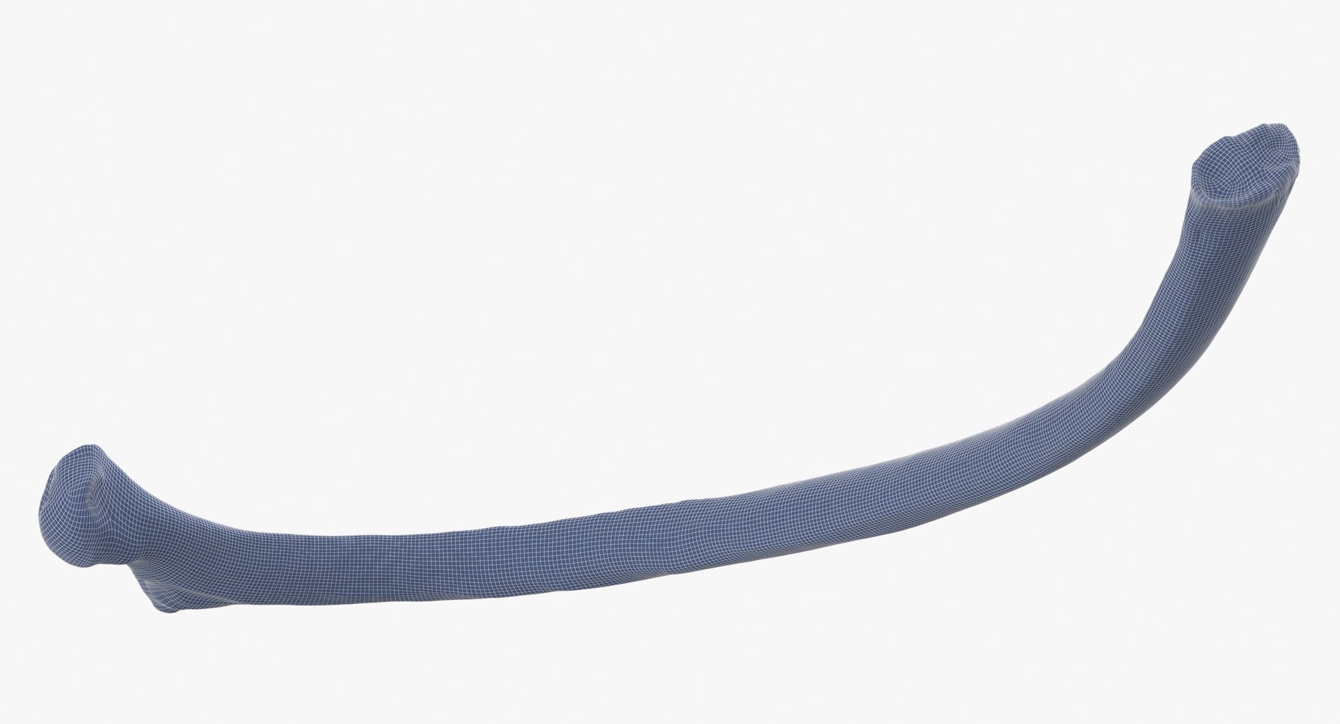 Bear Ursus Rib T3 Model - TurboSquid 2134267