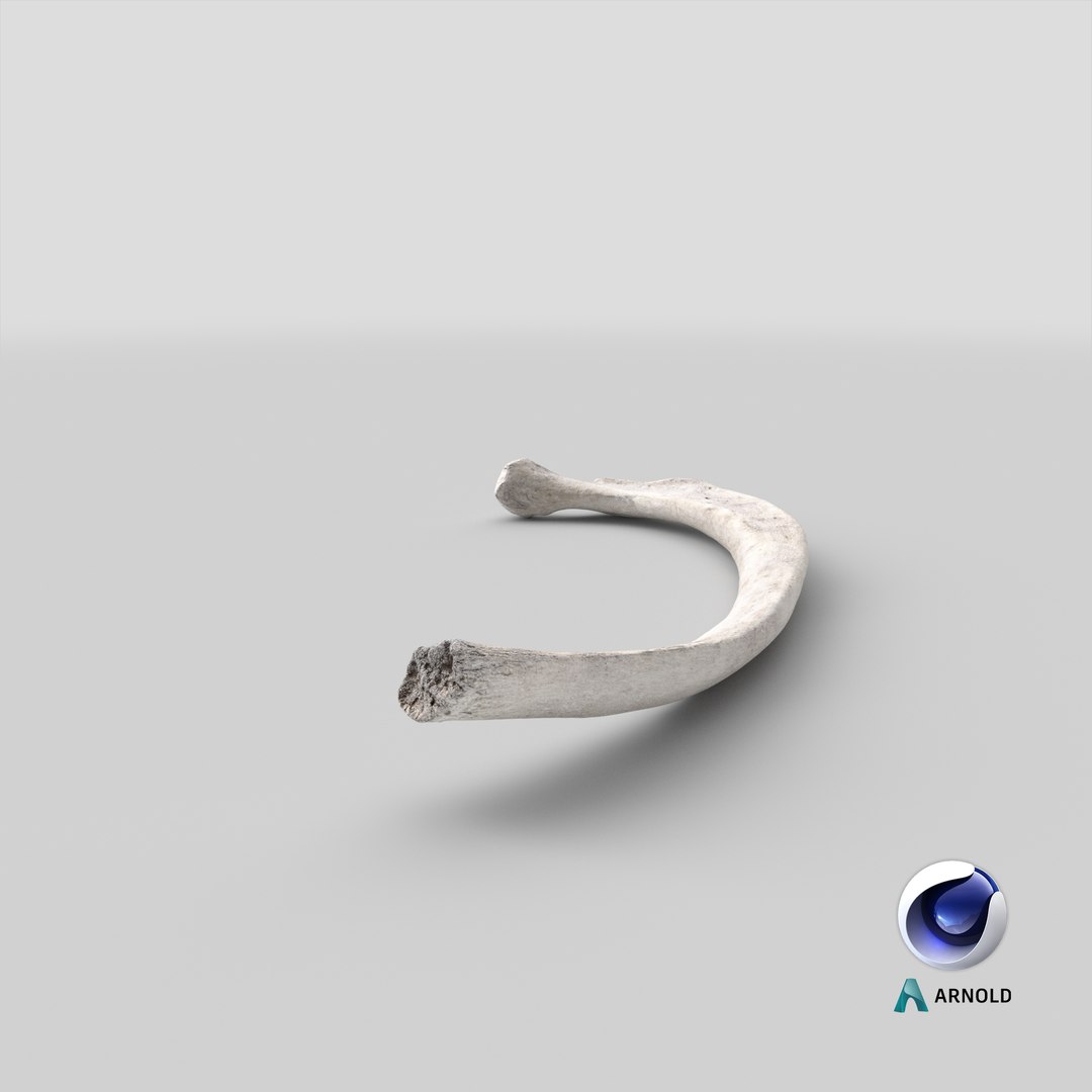 Bear Ursus Rib T3 model - TurboSquid 2134267