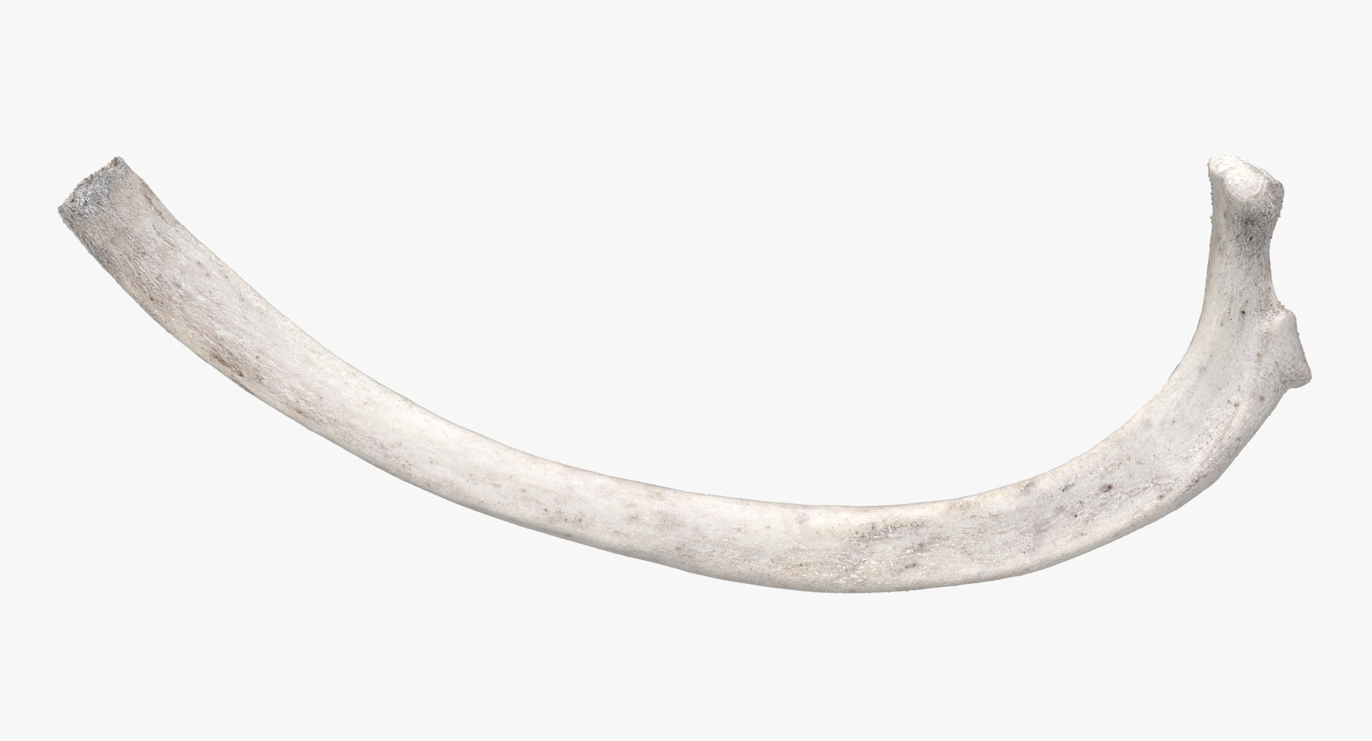 Bear Ursus Rib T3 Model - TurboSquid 2134267