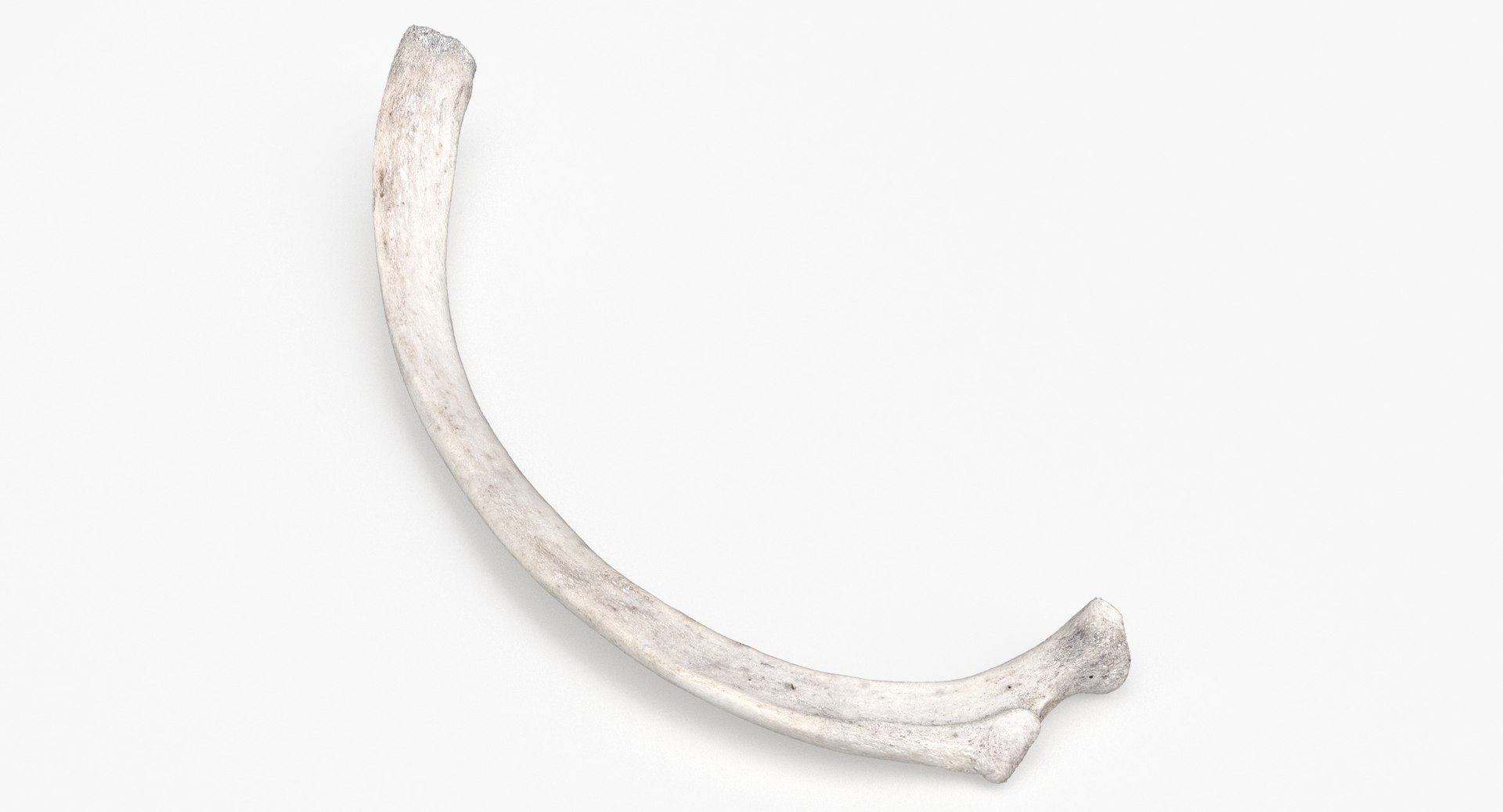 Bear Ursus Rib T3 model - TurboSquid 2134267