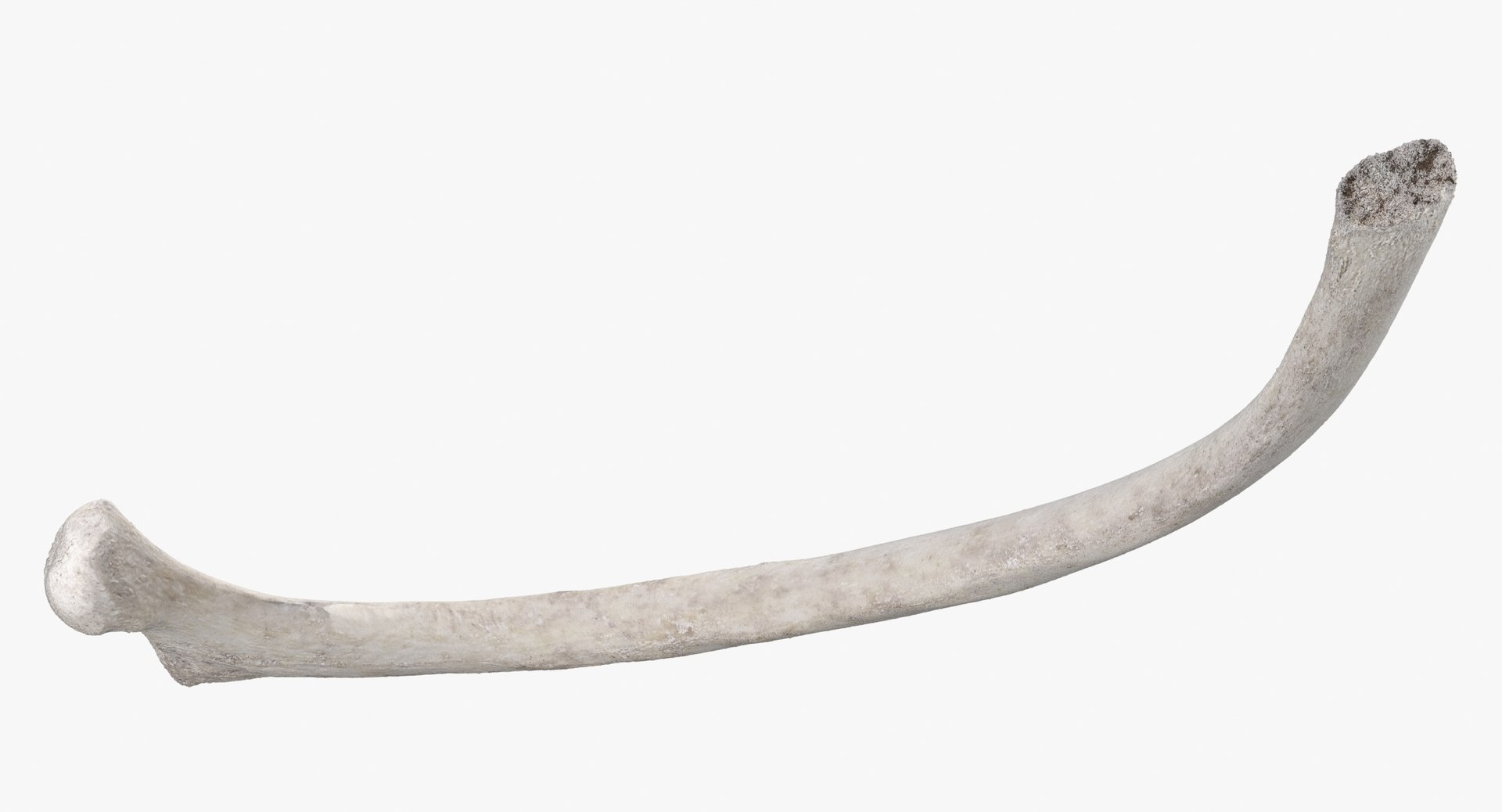 Bear Ursus Rib T3 Model - TurboSquid 2134267