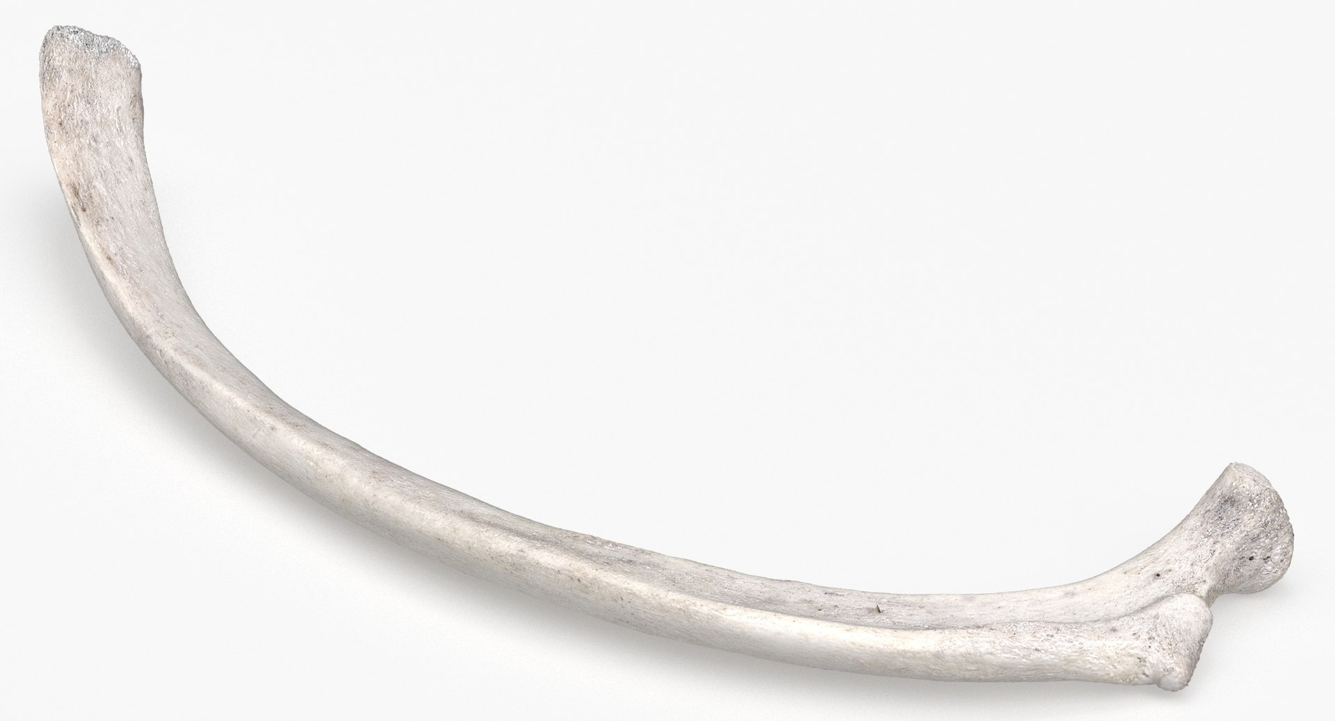 Bear Ursus Rib T3 Model - TurboSquid 2134267